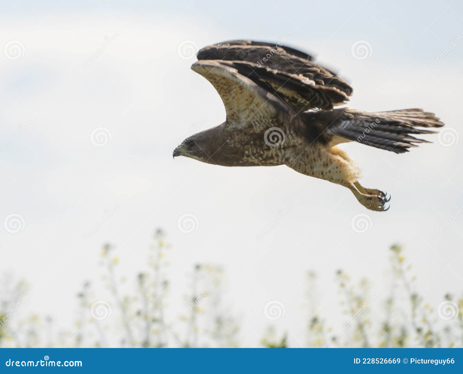 Swainson Hawk Prairie stock image. Image of hawk, hunter - 228526669