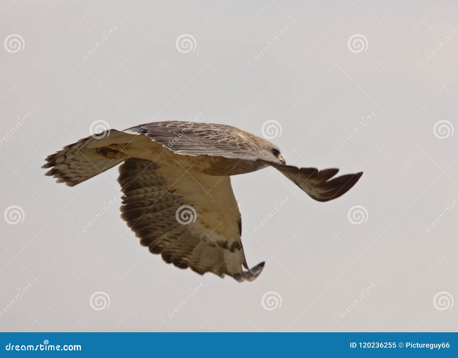 Swainson Hawk Prairie stock image. Image of raptor, animal - 120236255