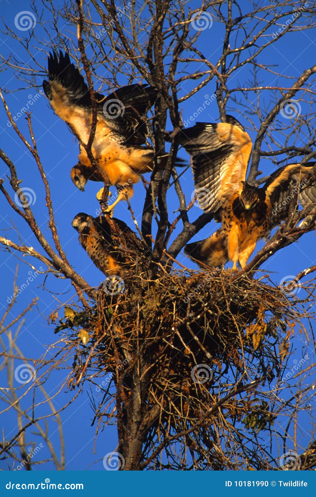 Swainson S Hawk Fledgelings in Nest Stock Photo - Image of talons ...
