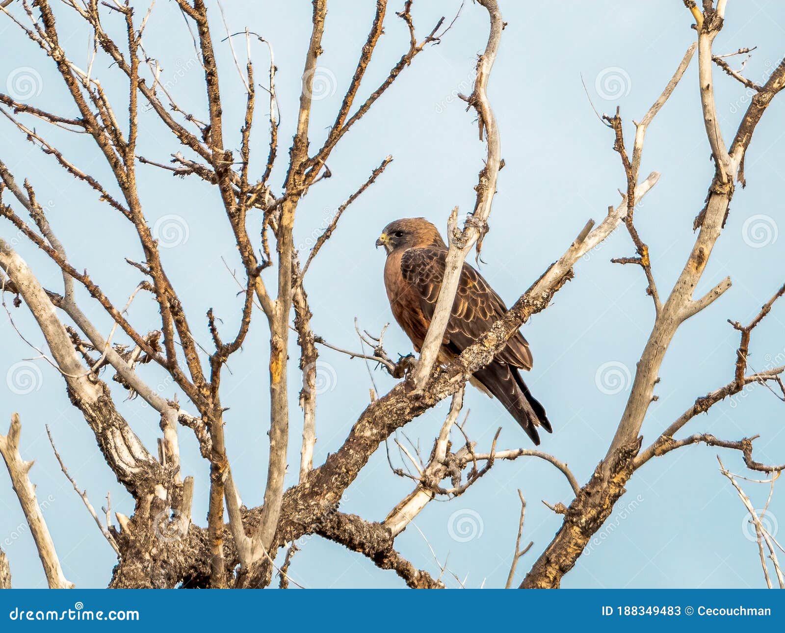 Swainson`s Hawk Perched in Tree Stock Image - Image of nature, refuge ...