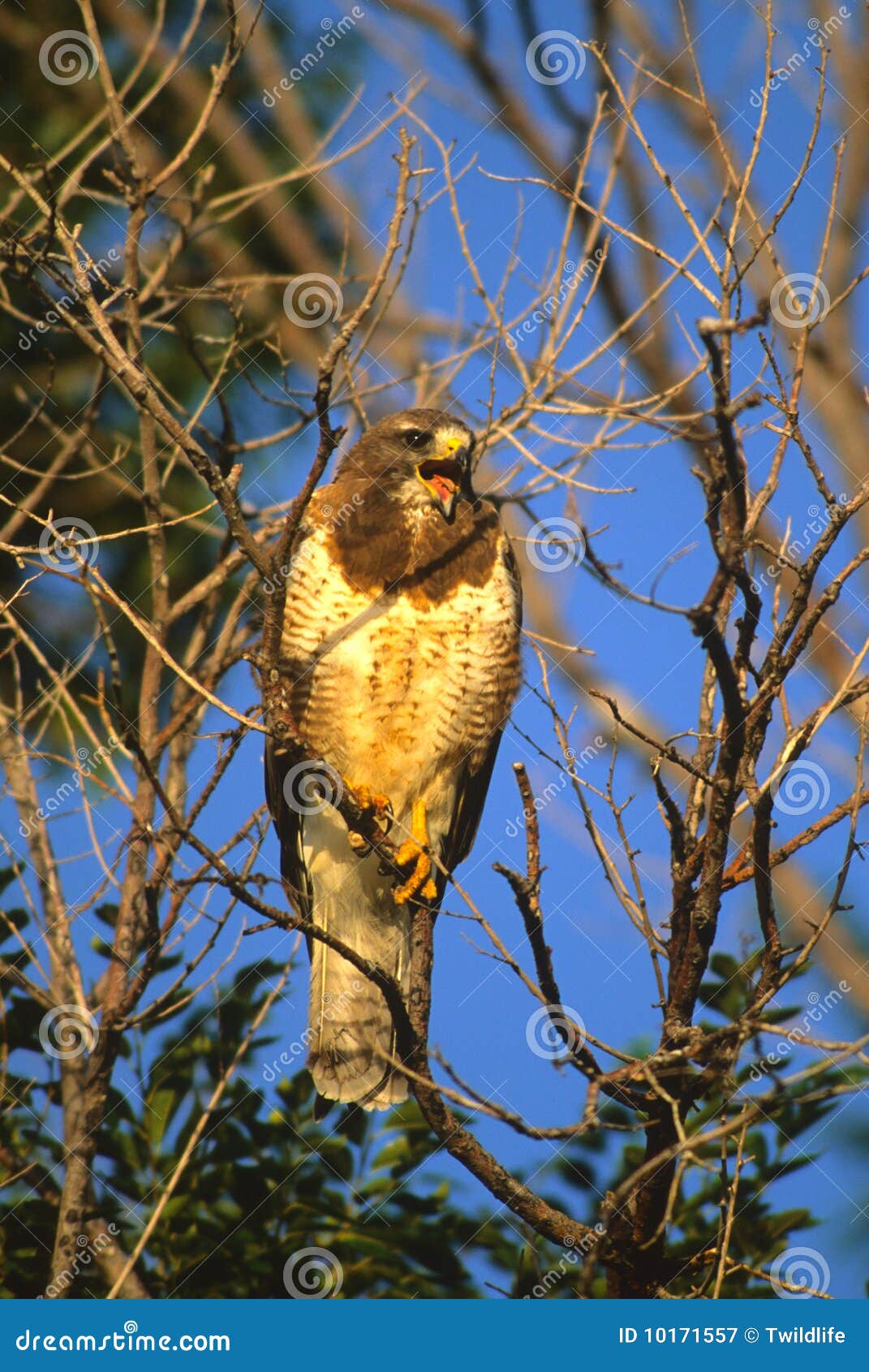 Swainson s Hawk Screeching stock image. Image of hunter - 10171557
