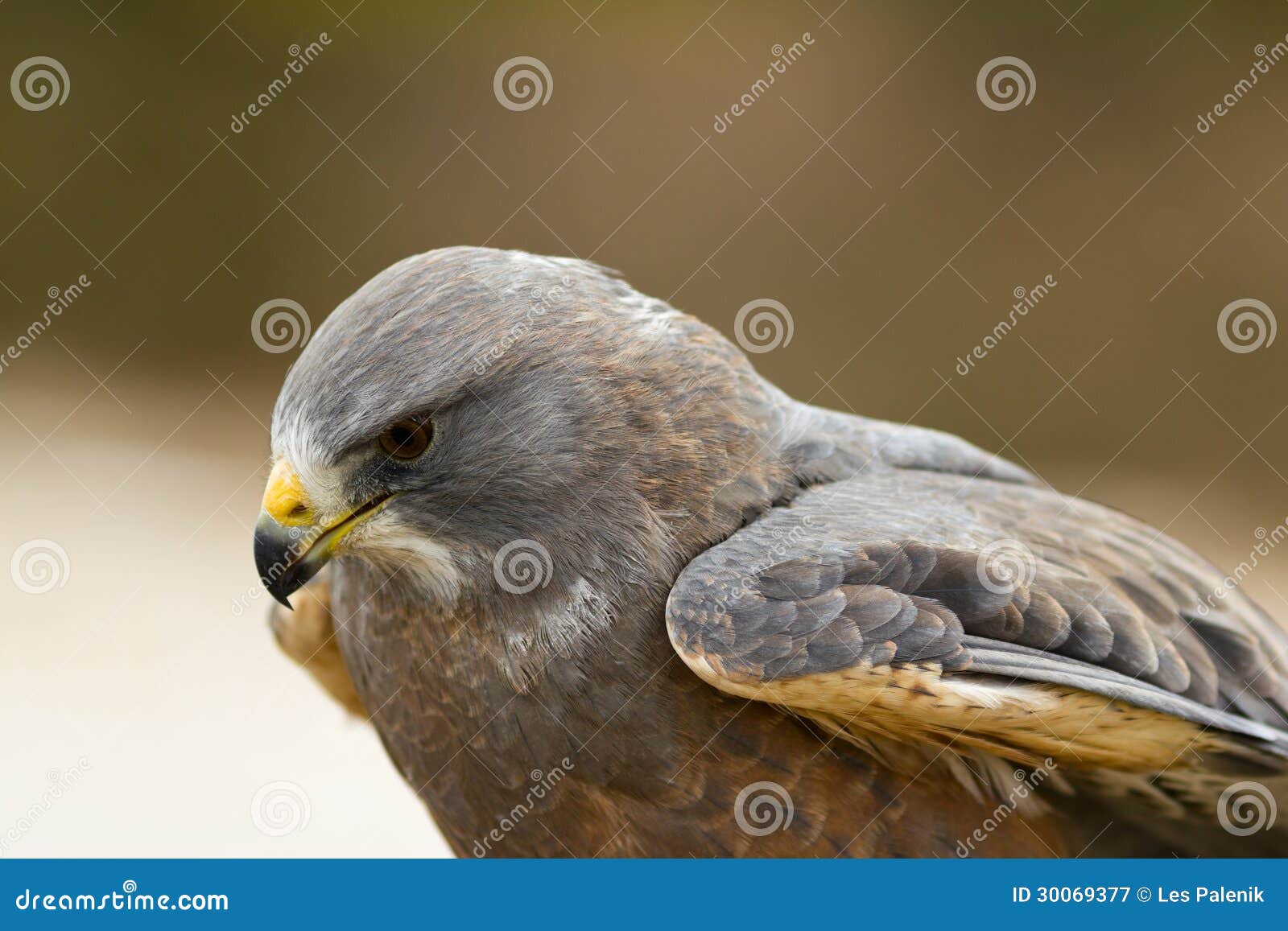 Swainson s Hawk stock image. Image of wildlife, hunter - 30069377