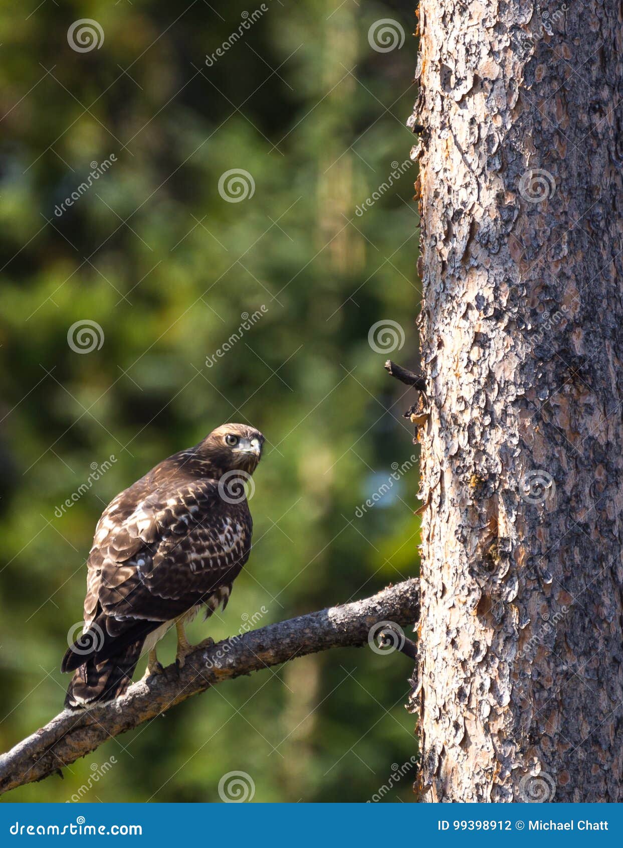 Swainson`s Hawk stock photo. Image of buteo, swainsons - 99398912