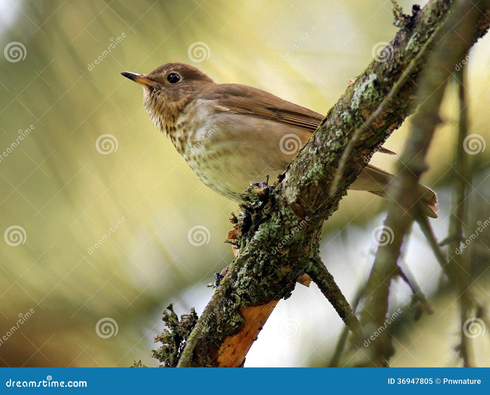 Swainson S Thrush in the Forest Stock Image - Image of tree, nature ...