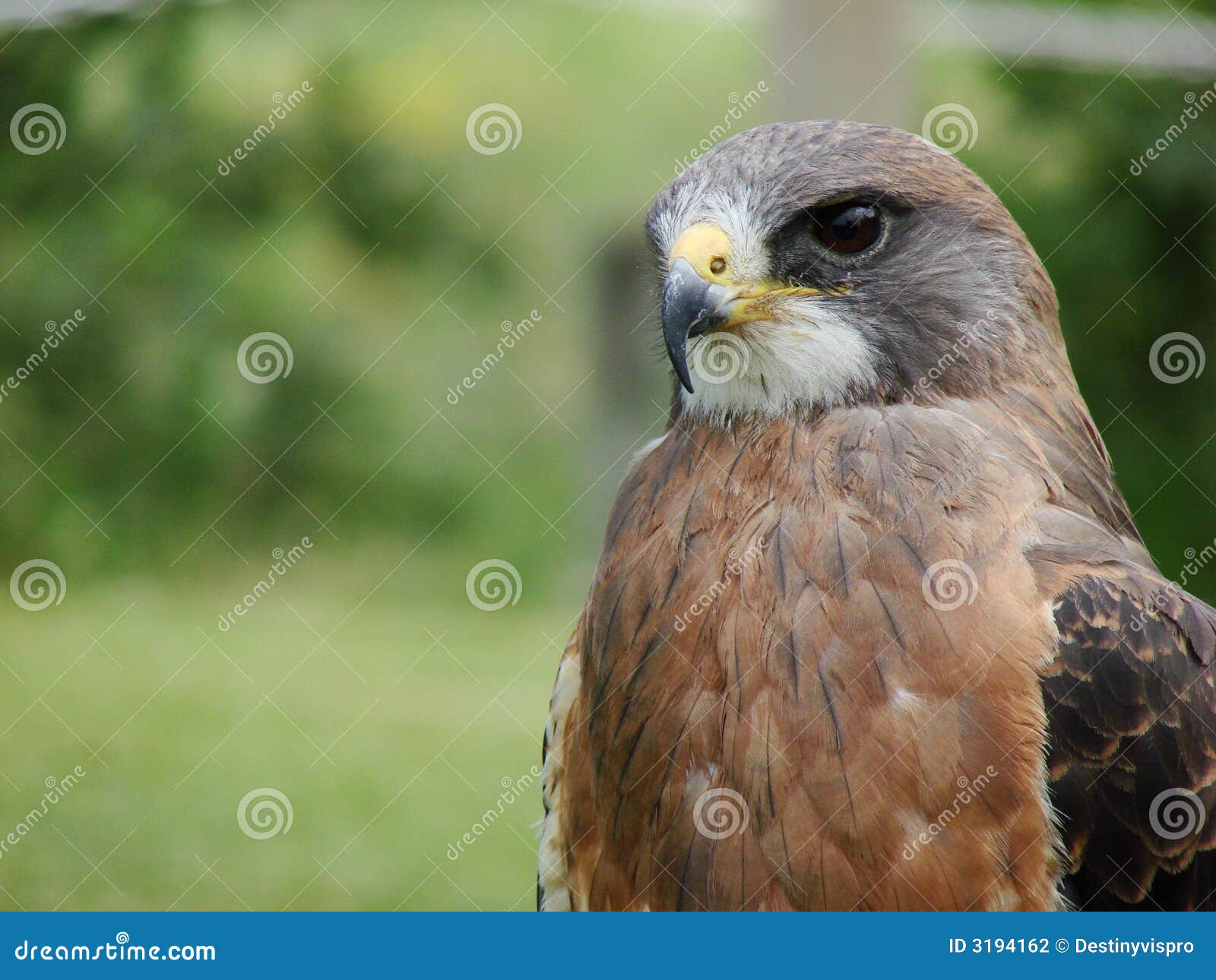 Swainsons Hawk stock photo. Image of raptor, carnivore - 3194162