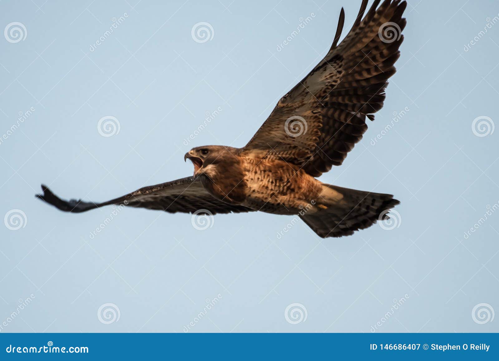 Swainsons Hawk in Flight in the Late Evening Stock Image - Image of ...