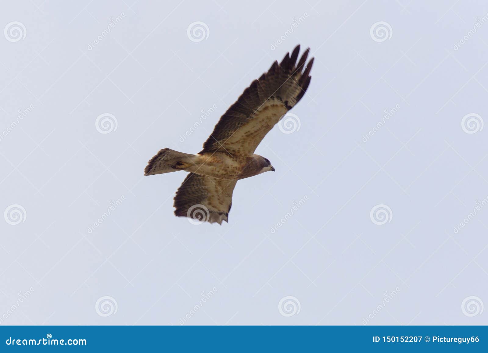 Swainsons Hawk Prairie stock image. Image of feathers - 150152207
