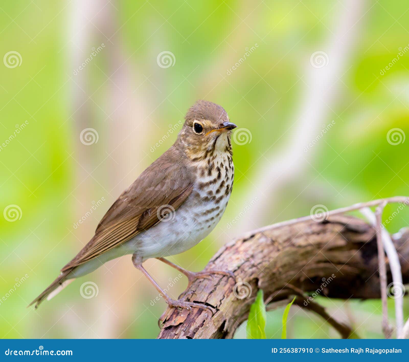 Swainsons Trush Perched on a Dead Tree Branch Stock Photo - Image of ...