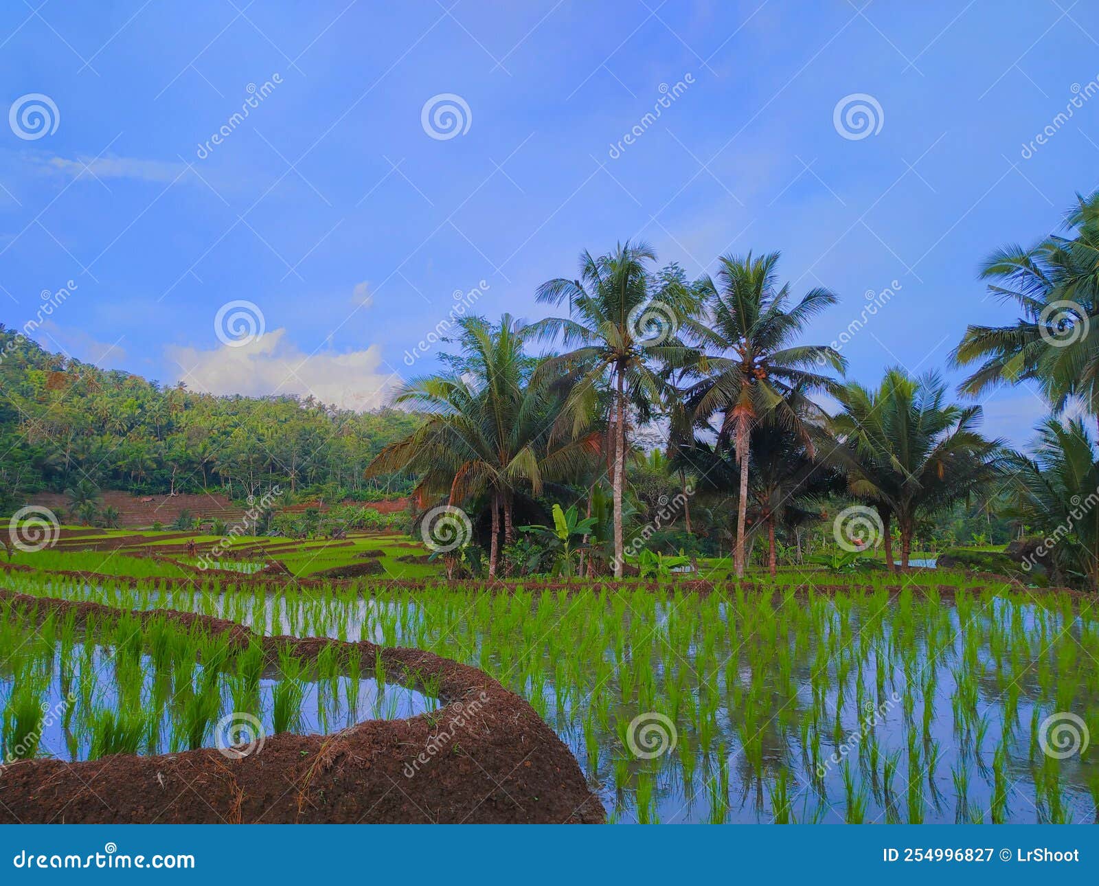 Swale Rice Field View Stock Photos - Free & Royalty-Free Stock Photos ...