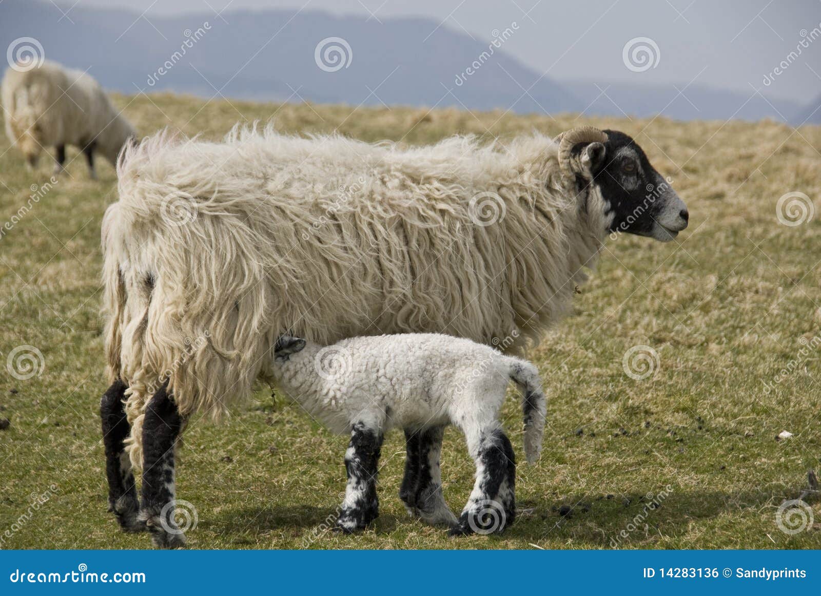 Swaledale Ewe and lamb. stock photo. Image of rural, grazing - 14283136
