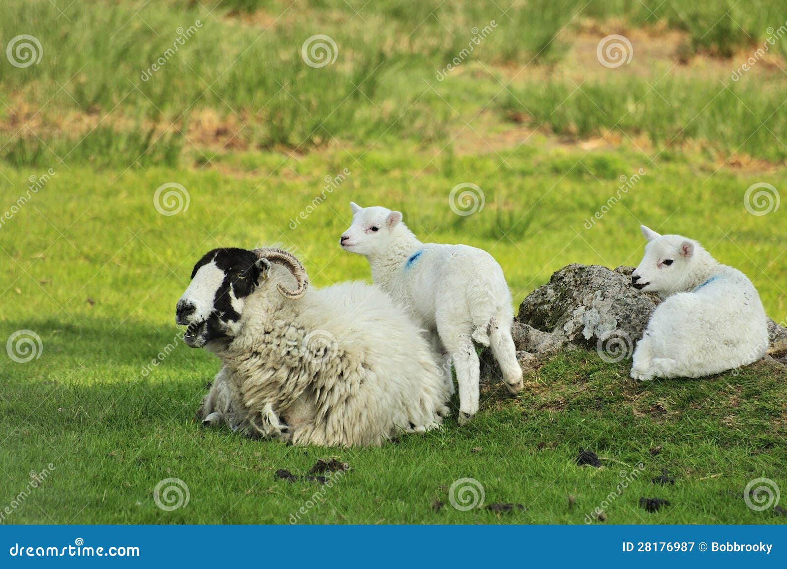 Swaledale Ewe Sheep, and Twins Stock Image - Image of meadow, animals ...
