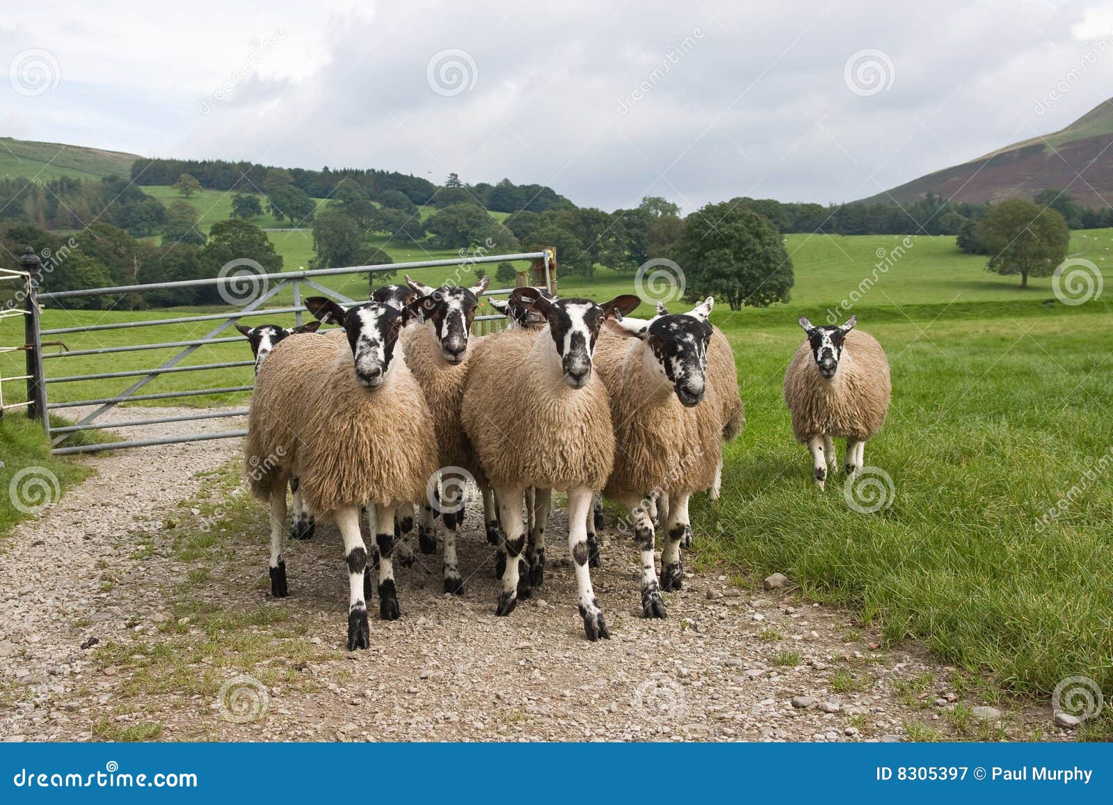 Swaledale Sheep stock image. Image of rural, sheep, agriculture - 8305397