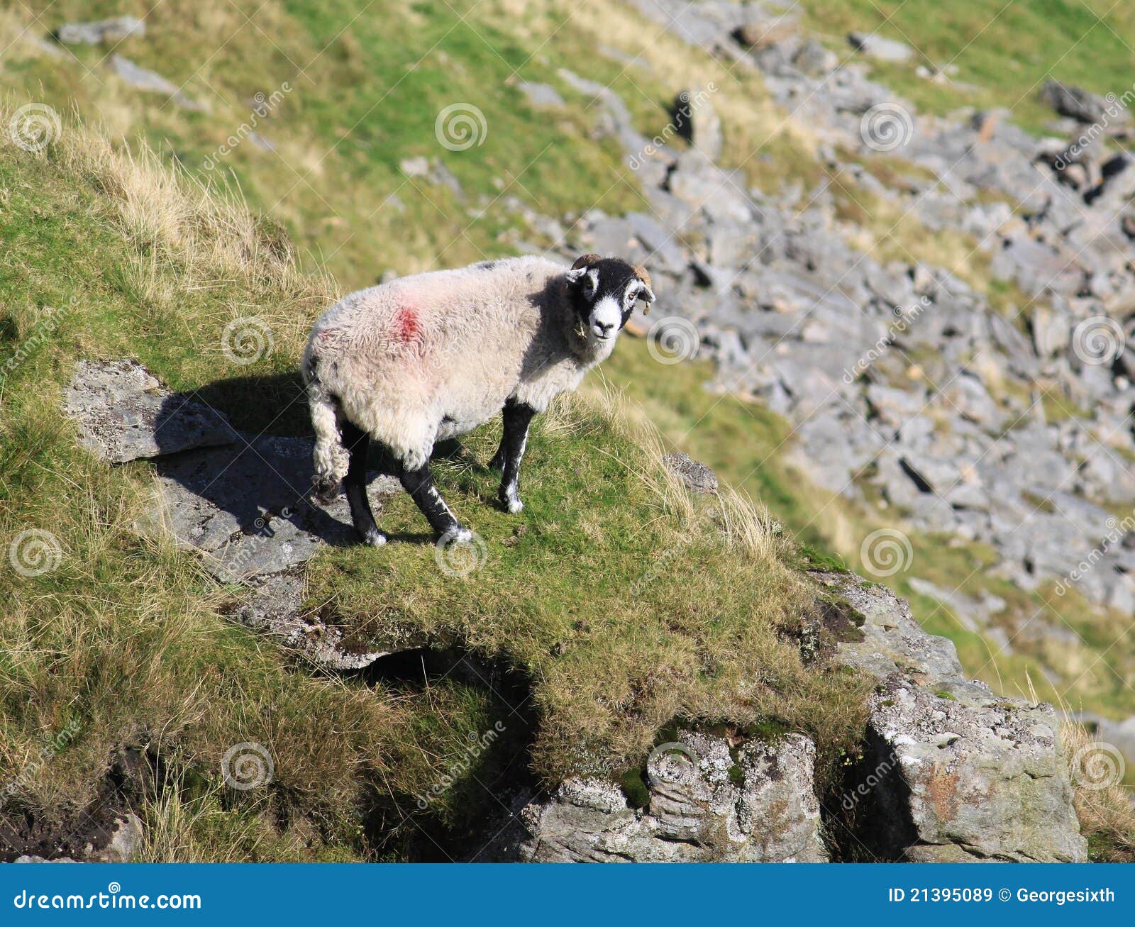 Swaledale Sheep on Mountainside Ledge. Stock Image - Image of ...