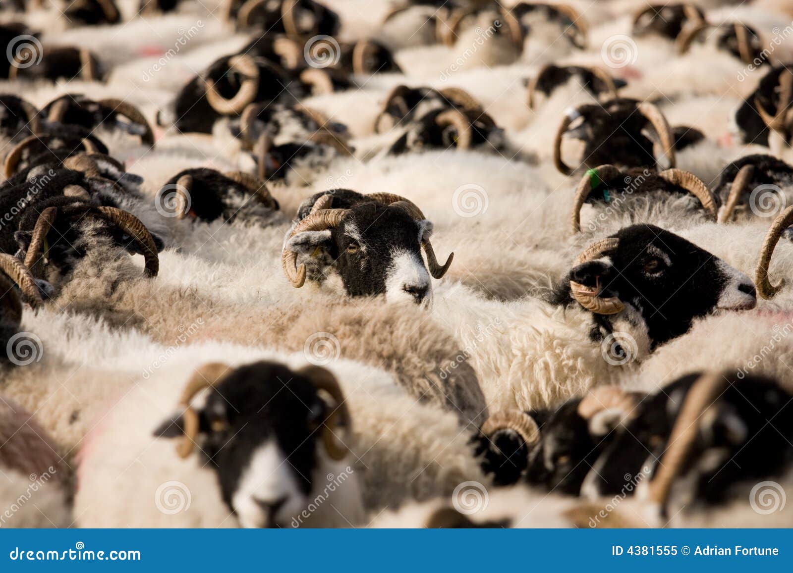 Swaledale Sheep By A Rowan Tree. Sorbus Aucuparia Stock Photography ...