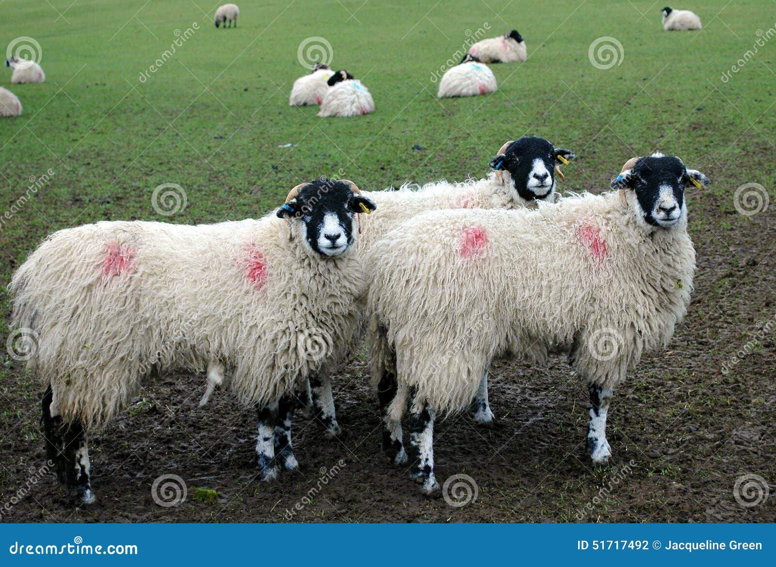 Swaledale Cartoons, Illustrations & Vector Stock Images - 89 Pictures ...