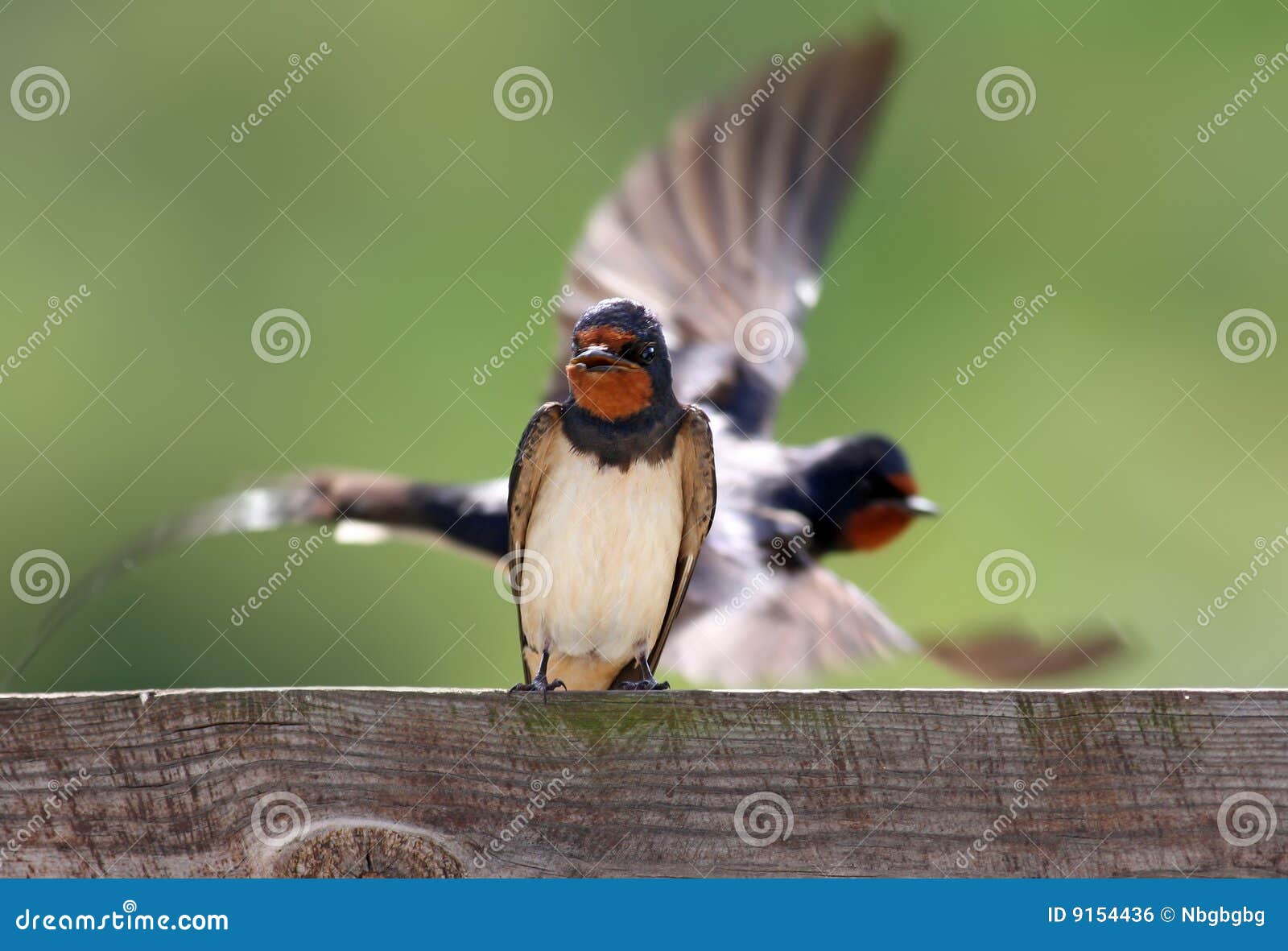 Swallow stock photo. Image of close, birds, wildlife, wilderness - 9154436