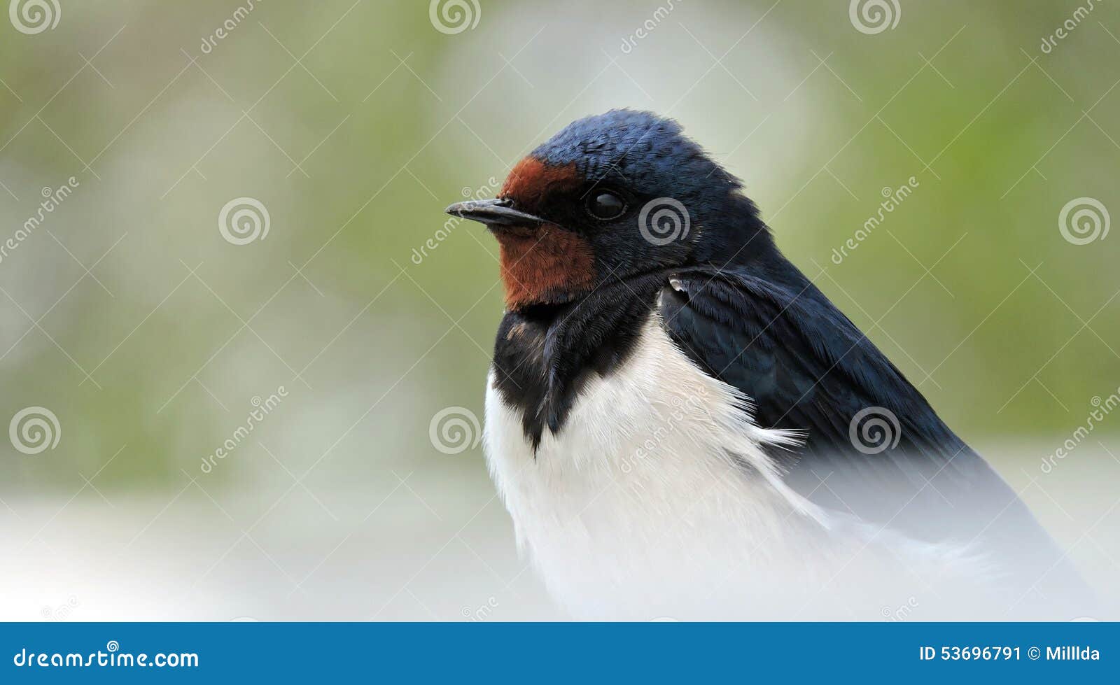 Swallow bird stock image. Image of beak, macro, head - 53696791