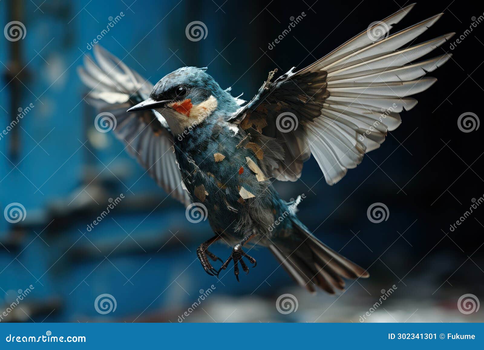 Swallow Bird in Flight with Detailed Feathers. Stock Image - Image of ...