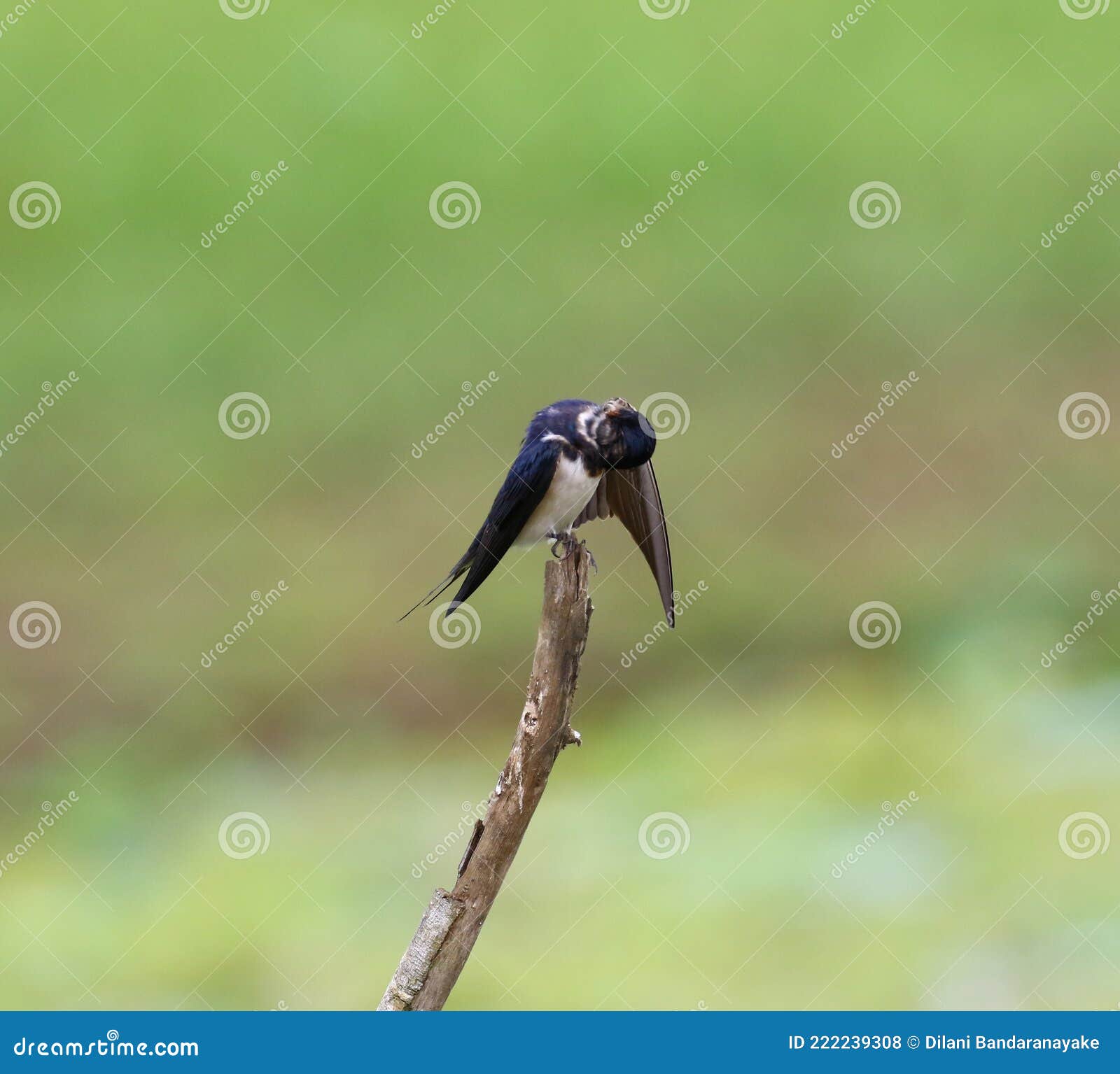 Swallow Bird Itching on a Bark Stock Photo - Image of natural, isolated ...