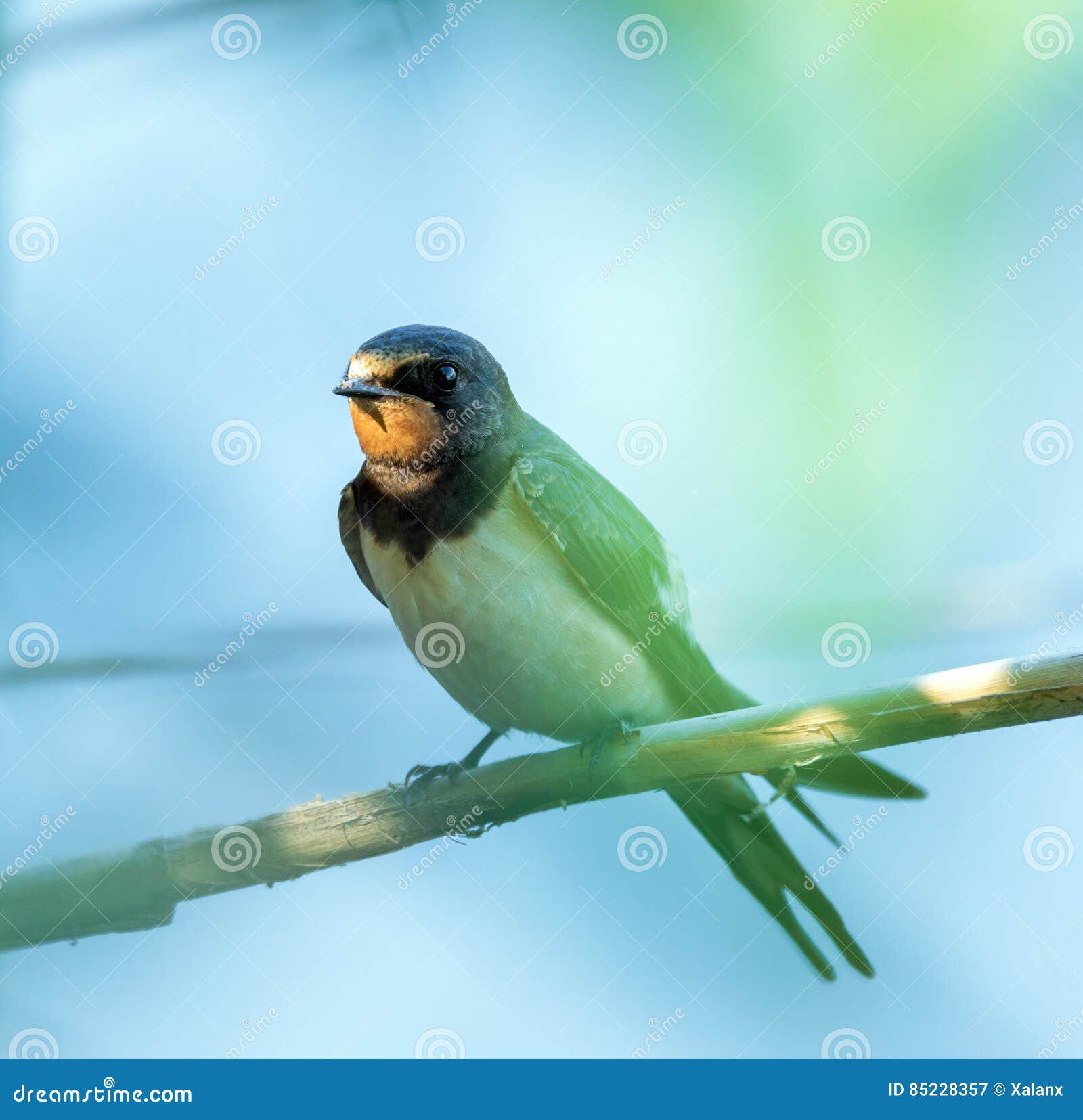 Swallow bird perched stock image. Image of nature, feather - 85228357
