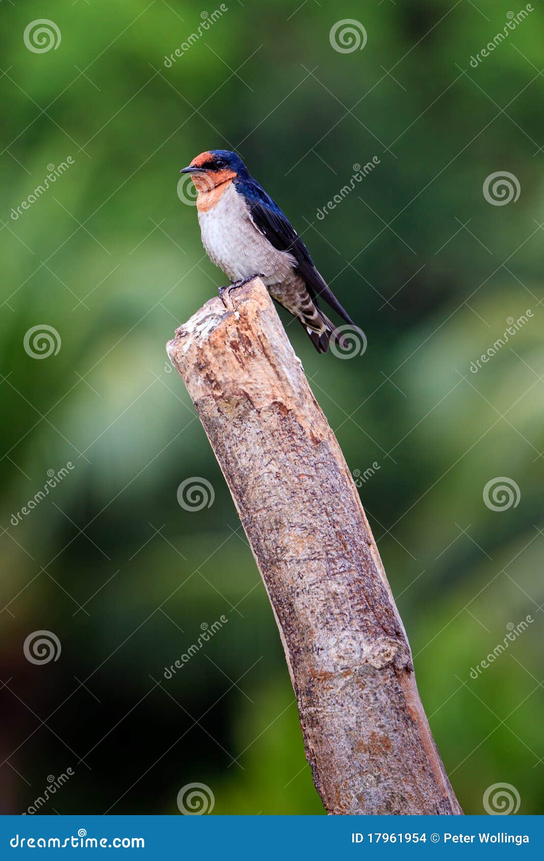 Swallow Bird Sitting on a Branch Stock Photo - Image of branch, outdoor ...