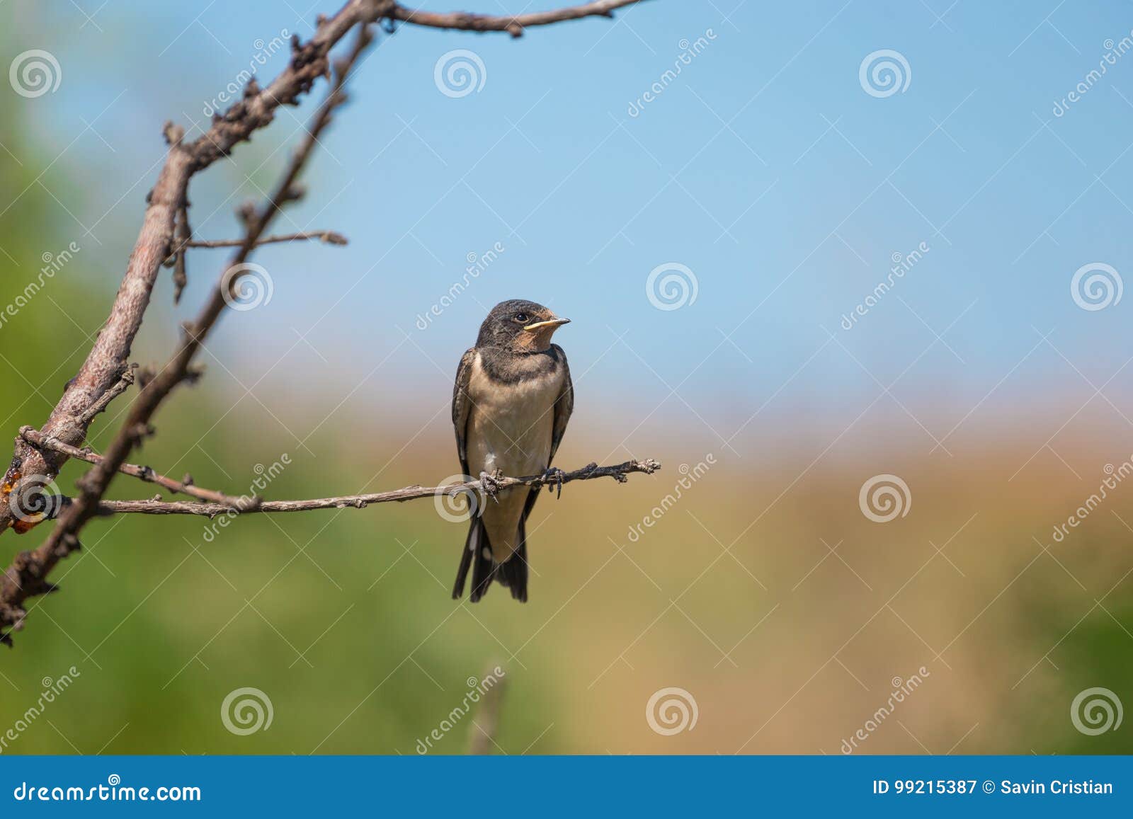 Swallow Bird on Tree Branch Stock Image - Image of wild, rustica: 99215387