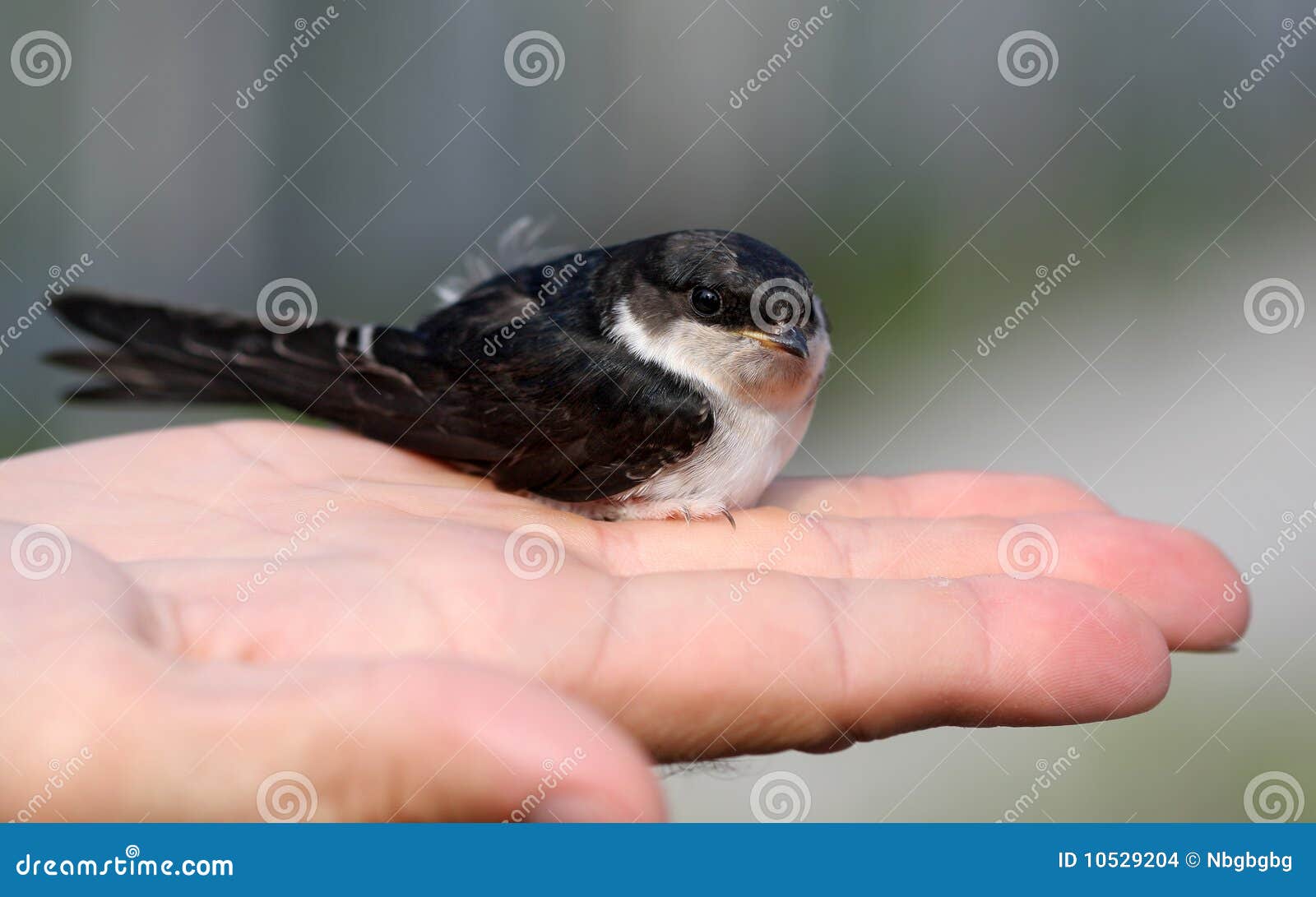 Swallow birdie stock photo. Image of nature, finger, wild - 10529204