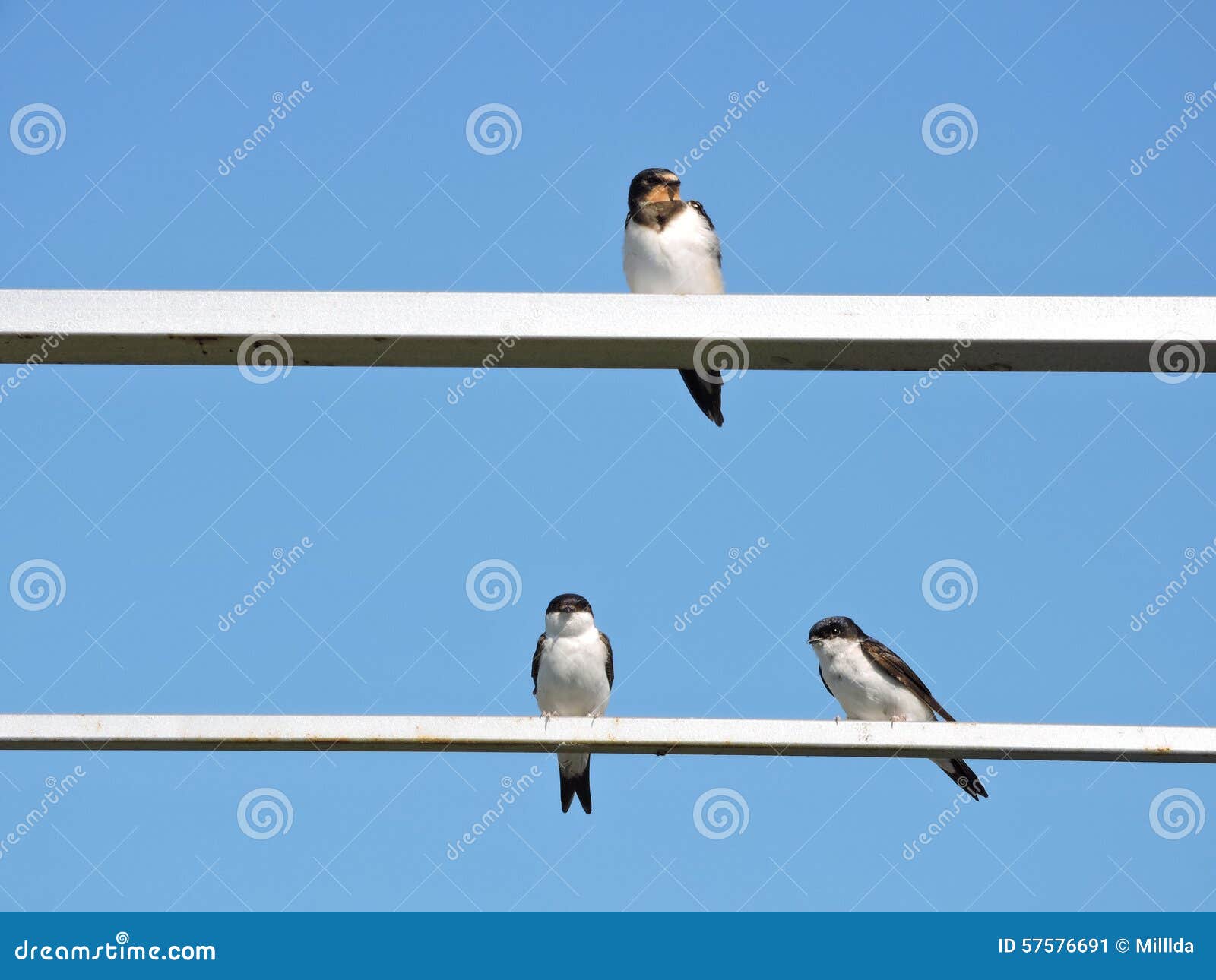 Swallow birds stock image. Image of wildlife, black, blue - 57576691
