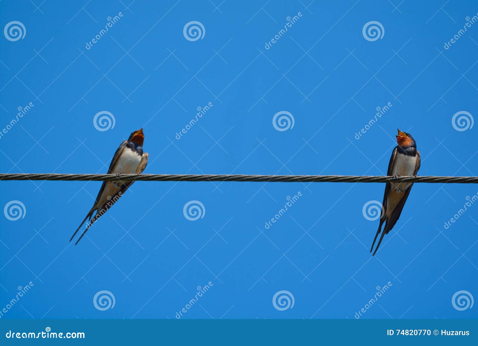 Swallow birds on wire. stock photo. Image of pair, birds - 74820770