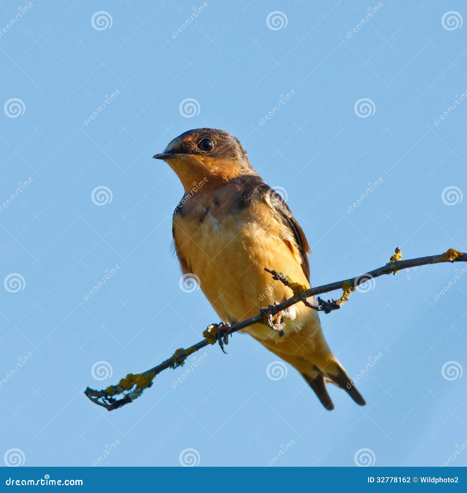 Swallow on a branch stock photo. Image of tree, birdwatching - 32778162