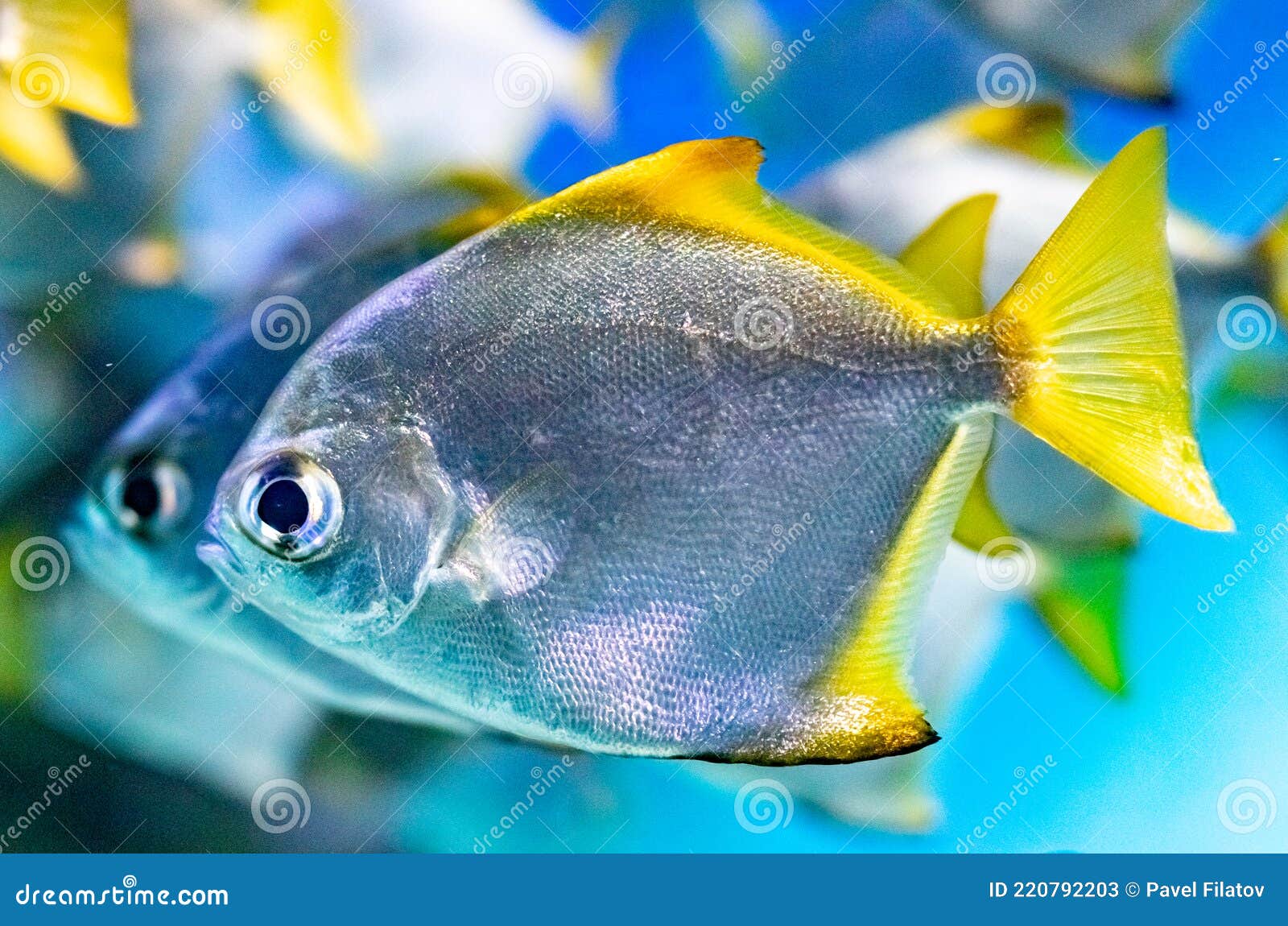 Swallow Fish in the Aquarium. Monodactylus Argenteus. Stock Image ...