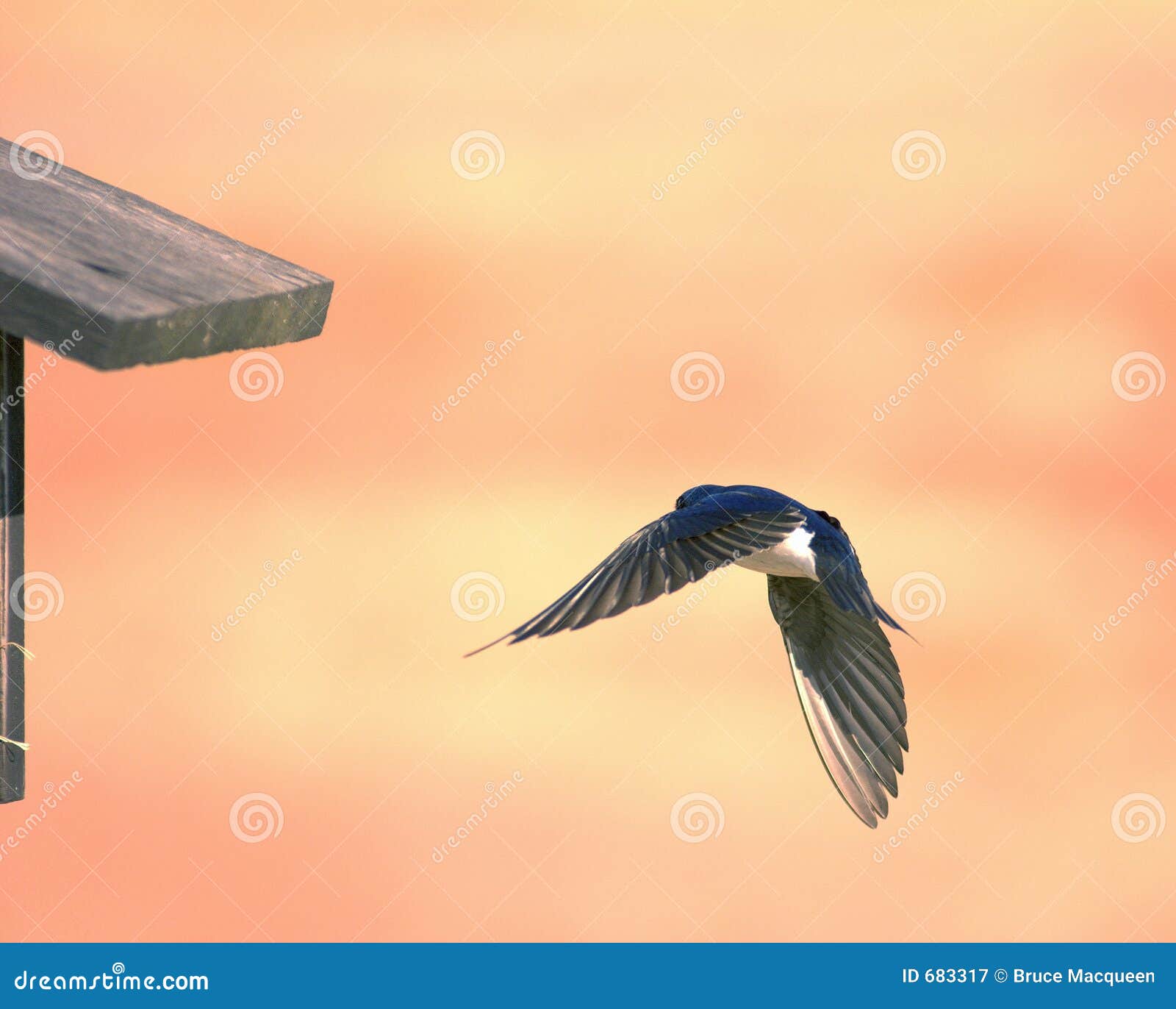 Swallow in Flight stock image. Image of tree, swallow, woods - 683317