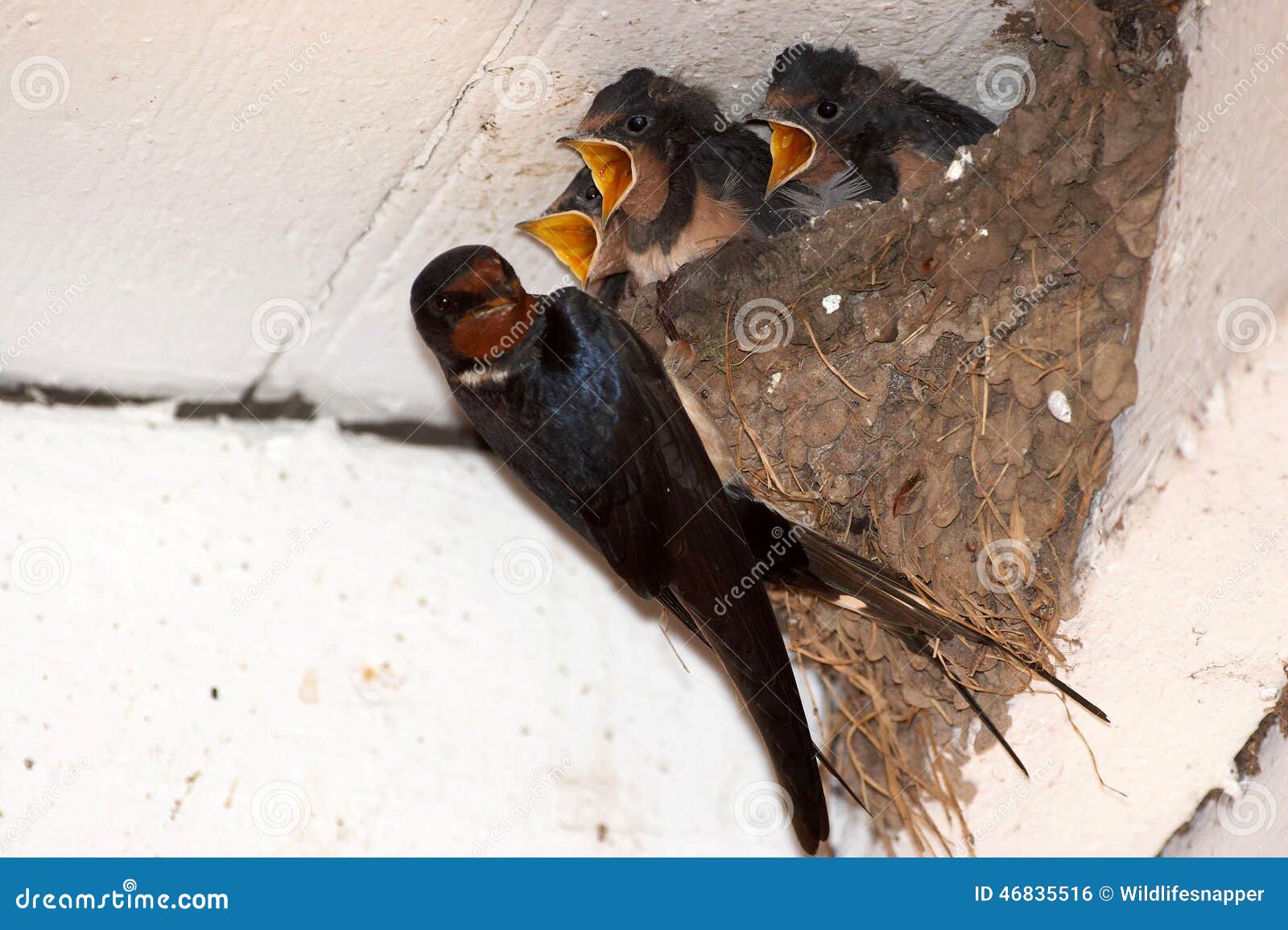 Swallow - Hirundo rustica stock photo. Image of wild - 46835516