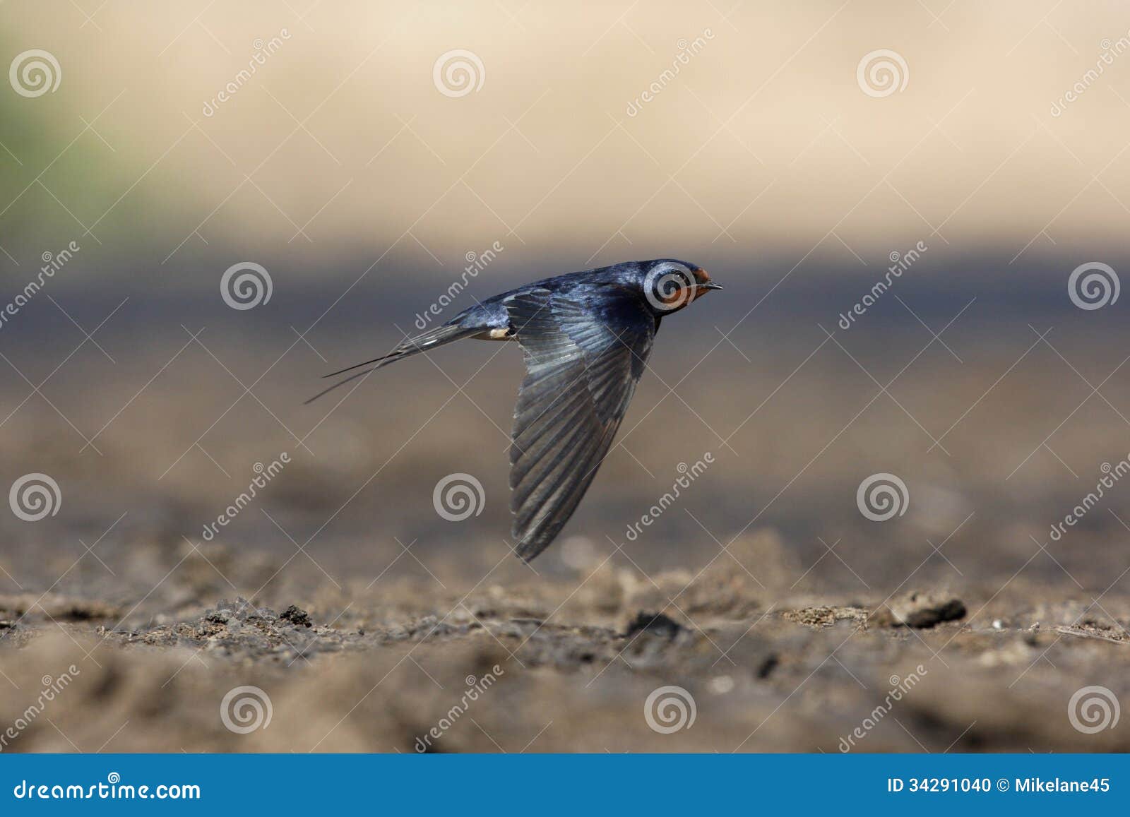 Swallow, Hirundo rustica stock photo. Image of fauna - 34291040