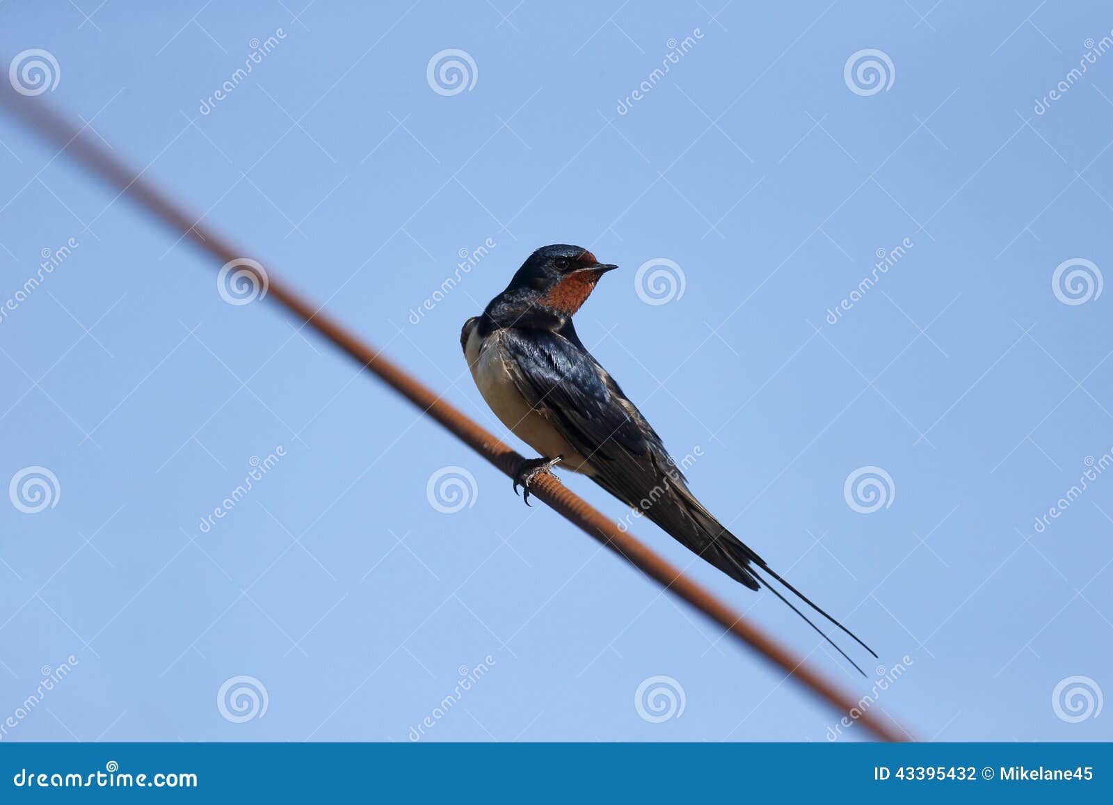 Swallow, Hirundo rustica stock photo. Image of urban - 43395432