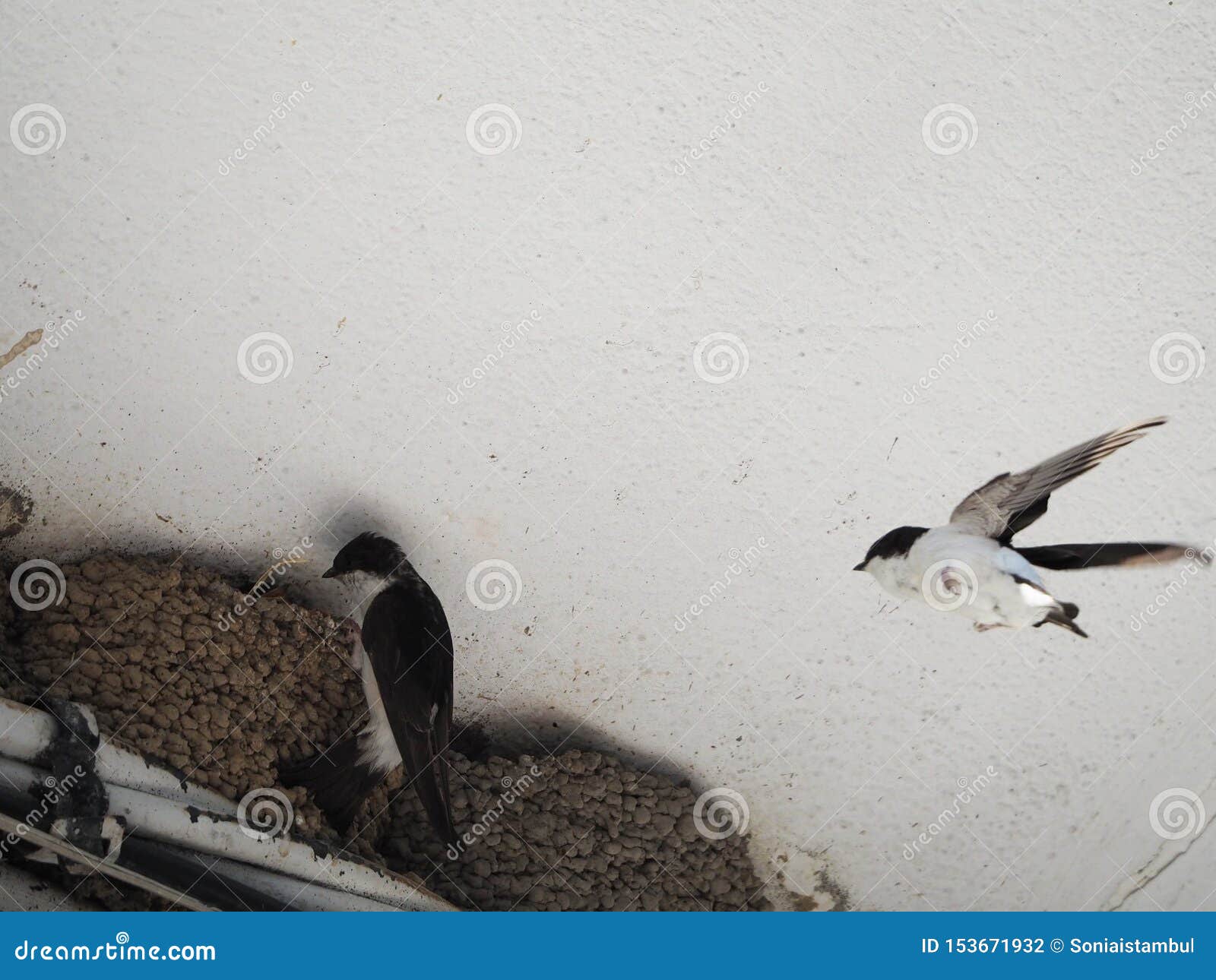 Swallow nest stock photo. Image of sulk, bird, nest - 153671932