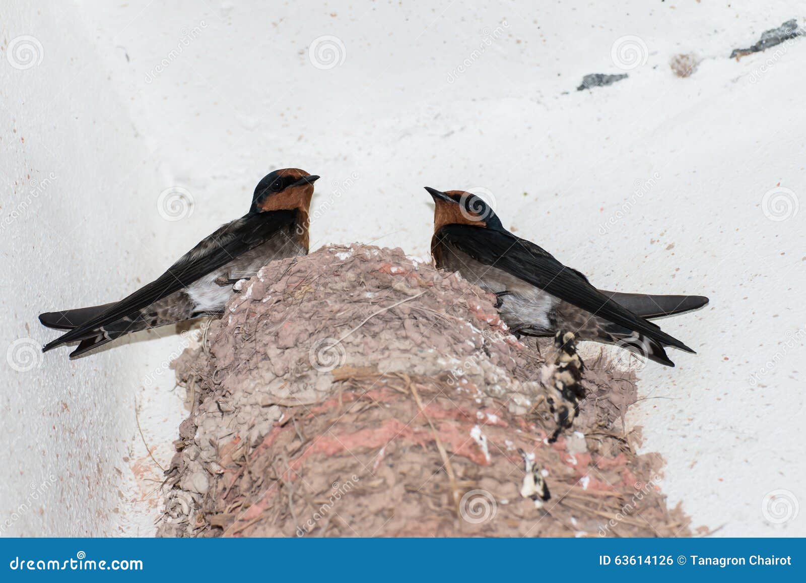 Swallow nest stock photo. Image of nest, barn, summer - 63614126