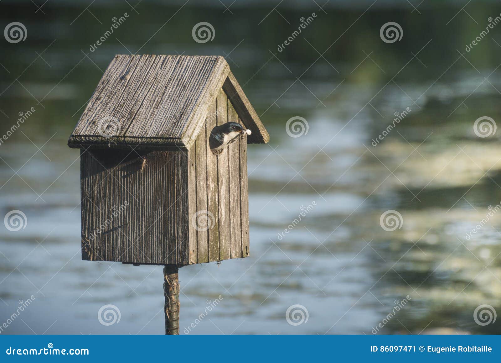 Swallow Nesting in Bird House Stock Image - Image of nest, swallow ...