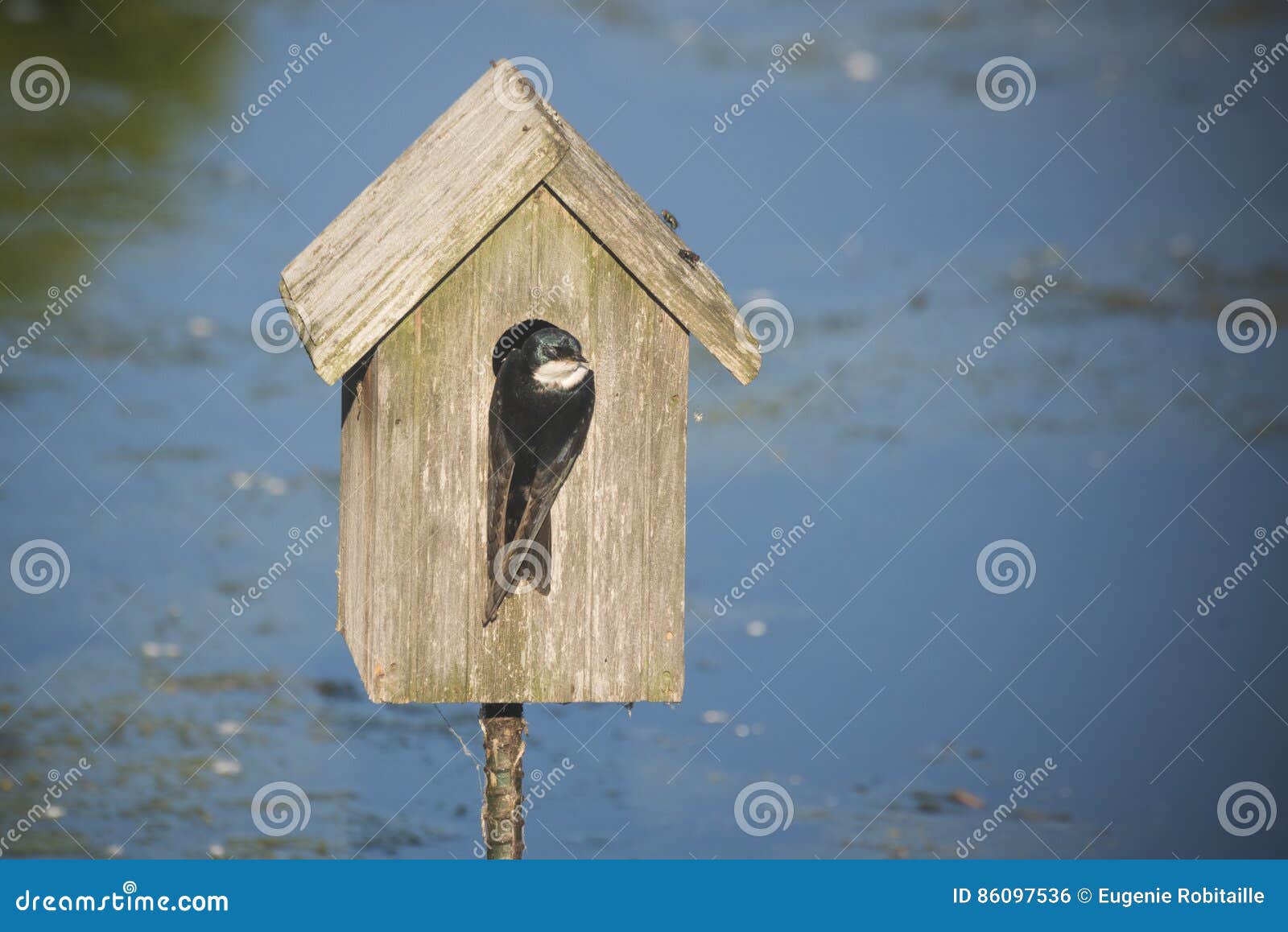 Swallow Nesting in a Bird House Stock Photo - Image of summer, nest ...