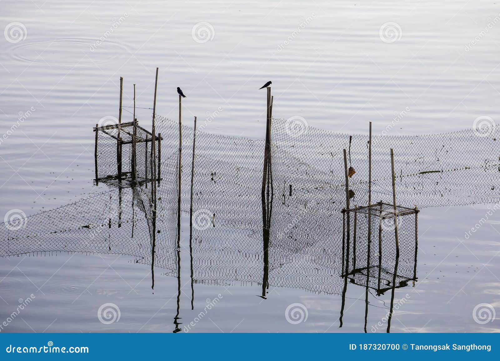 The Swallow is Perched on a Net for Fish Trapping Stock Photo - Image ...