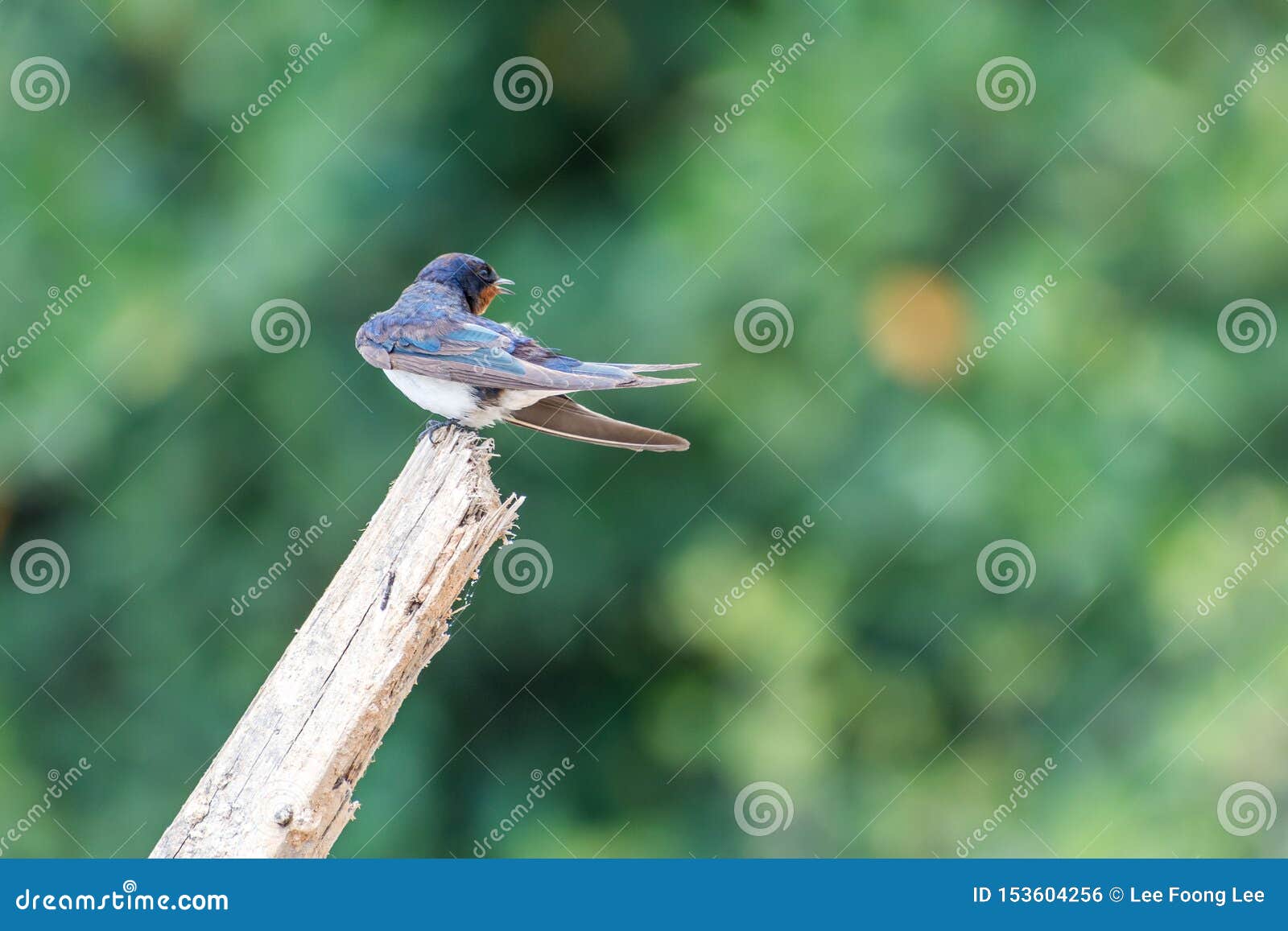 Swallow Perched and Posing on Twig Stock Photo - Image of freedom ...