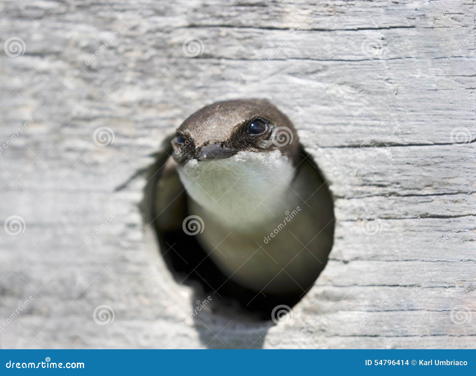 Swallow stock photo. Image of nature, animal, gray, head - 54796414