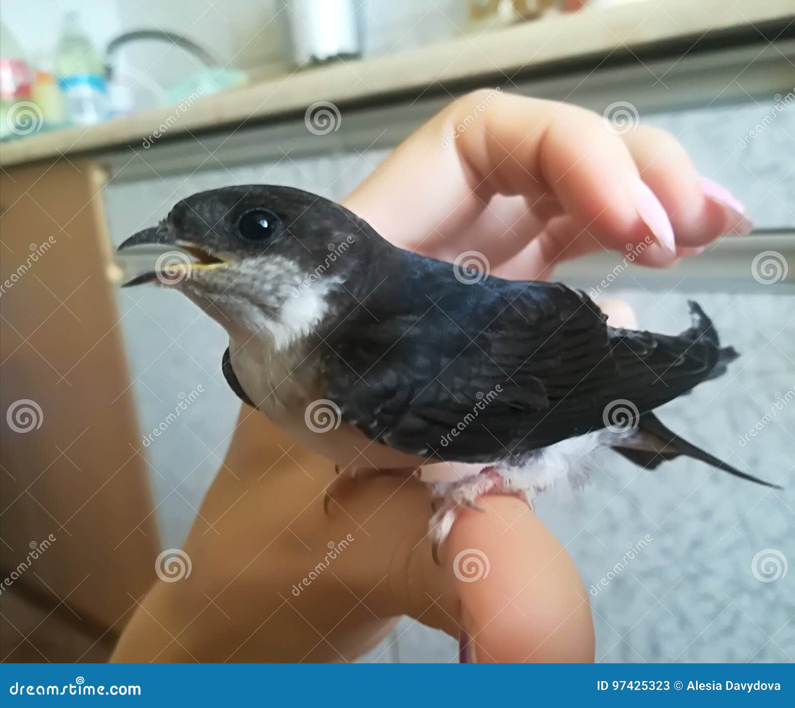 Swallow stock image. Image of finch, foot, fauna, beak - 97425323