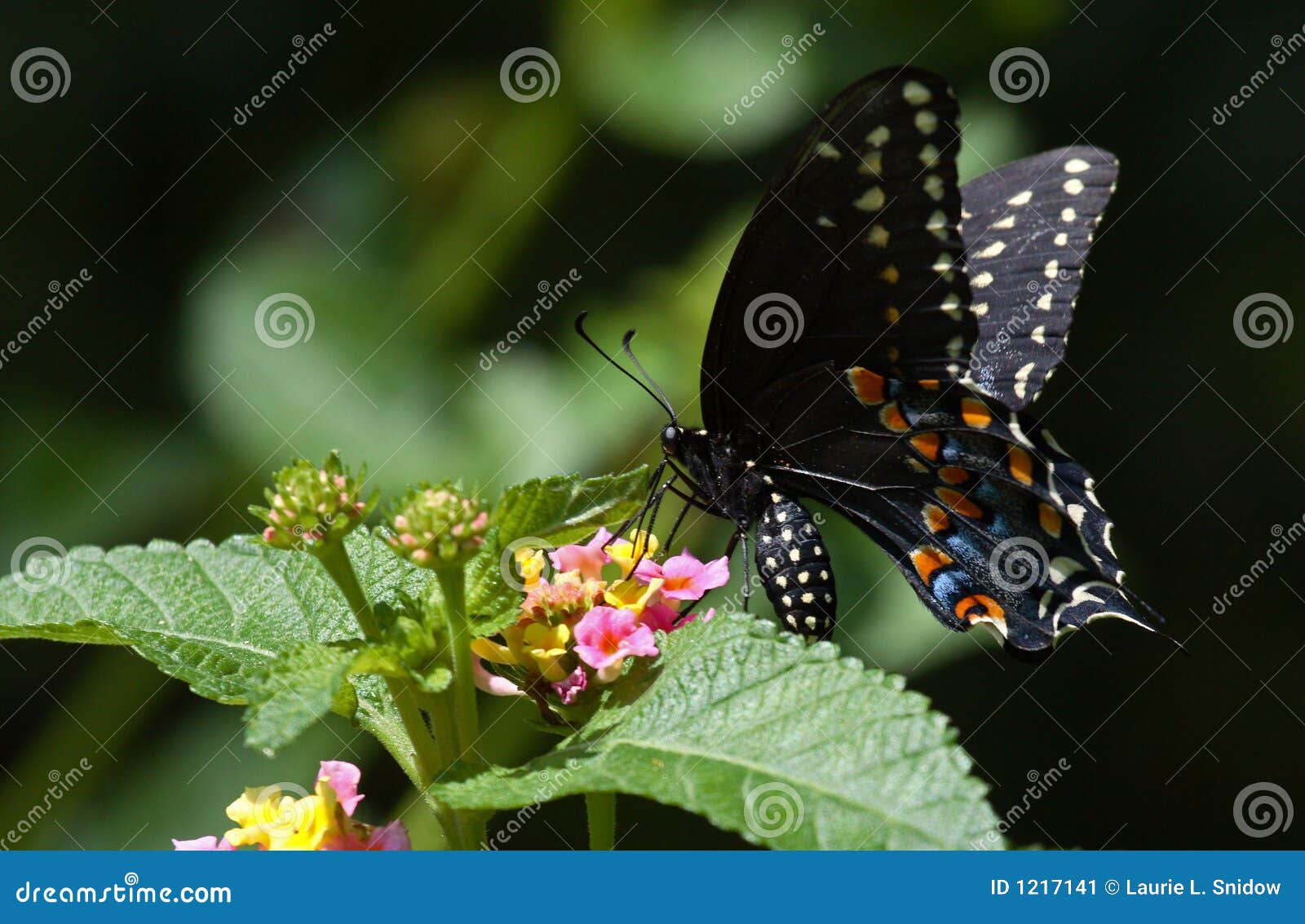 Swallow Tail Butterfly stock image. Image of swallow, wildflowers - 1217141