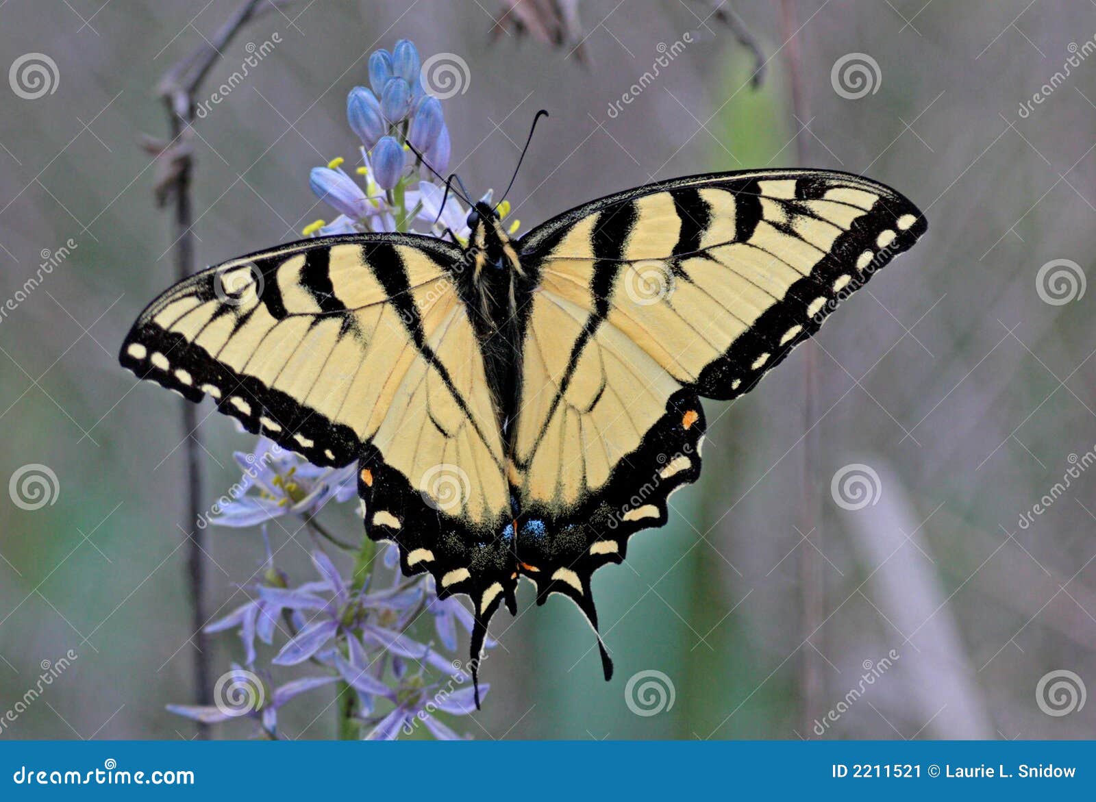 Swallow Tail Butterfly stock image. Image of insect, tiger - 2211521