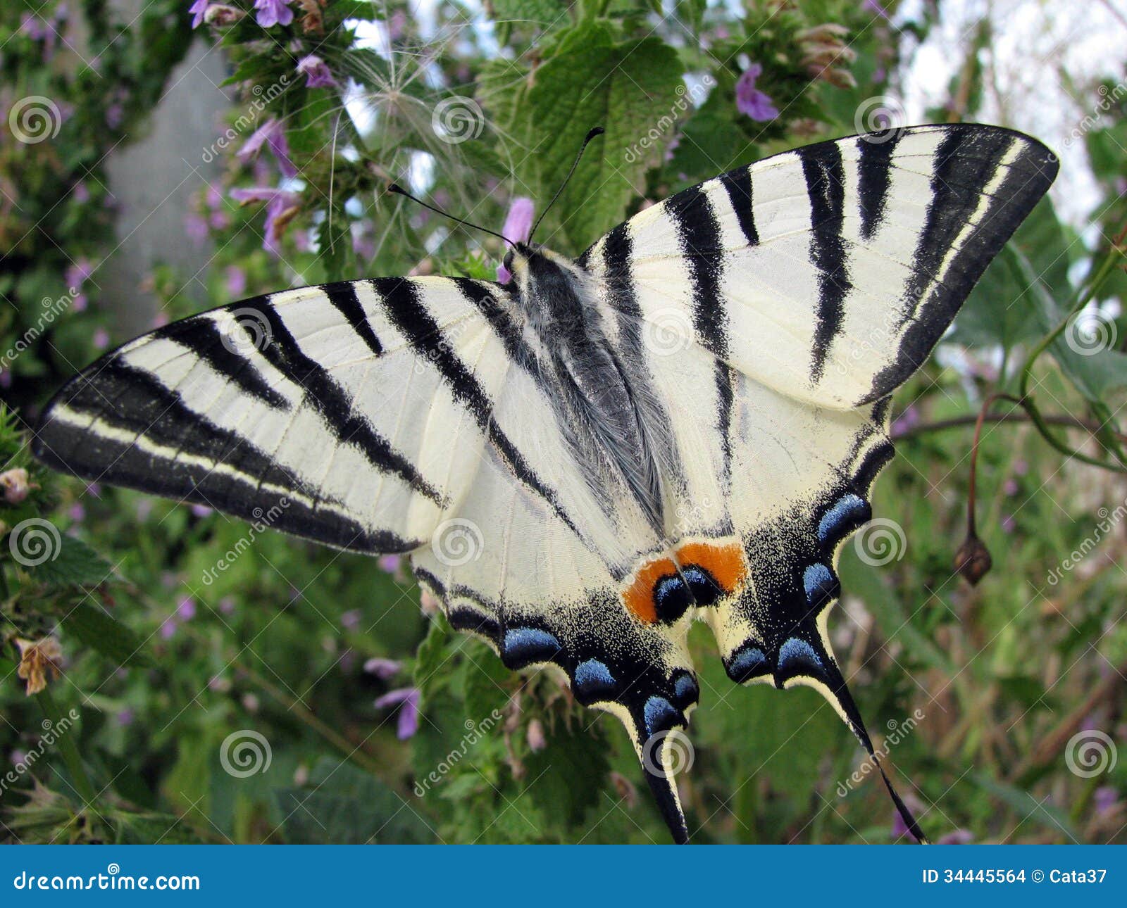 Swallow tail butterfly stock photo. Image of insect, butterflies - 34445564