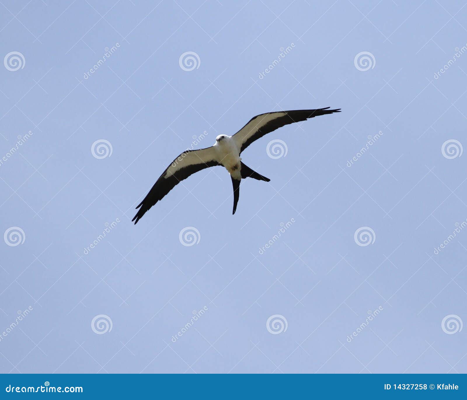 Swallow tail kite stock photo. Image of kite, hunter - 14327258