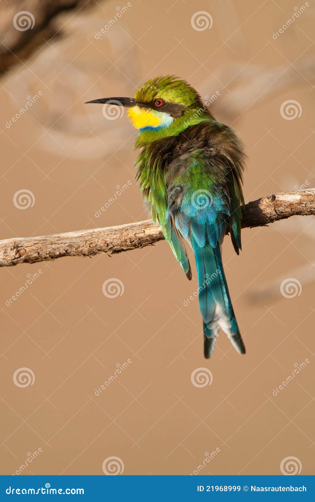 Swallow-tailed bee-eater stock image. Image of bird, wildlife - 21968999