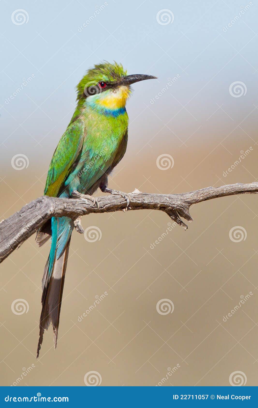 Swallow-tailed bee-eater stock image. Image of kalahari - 22711057
