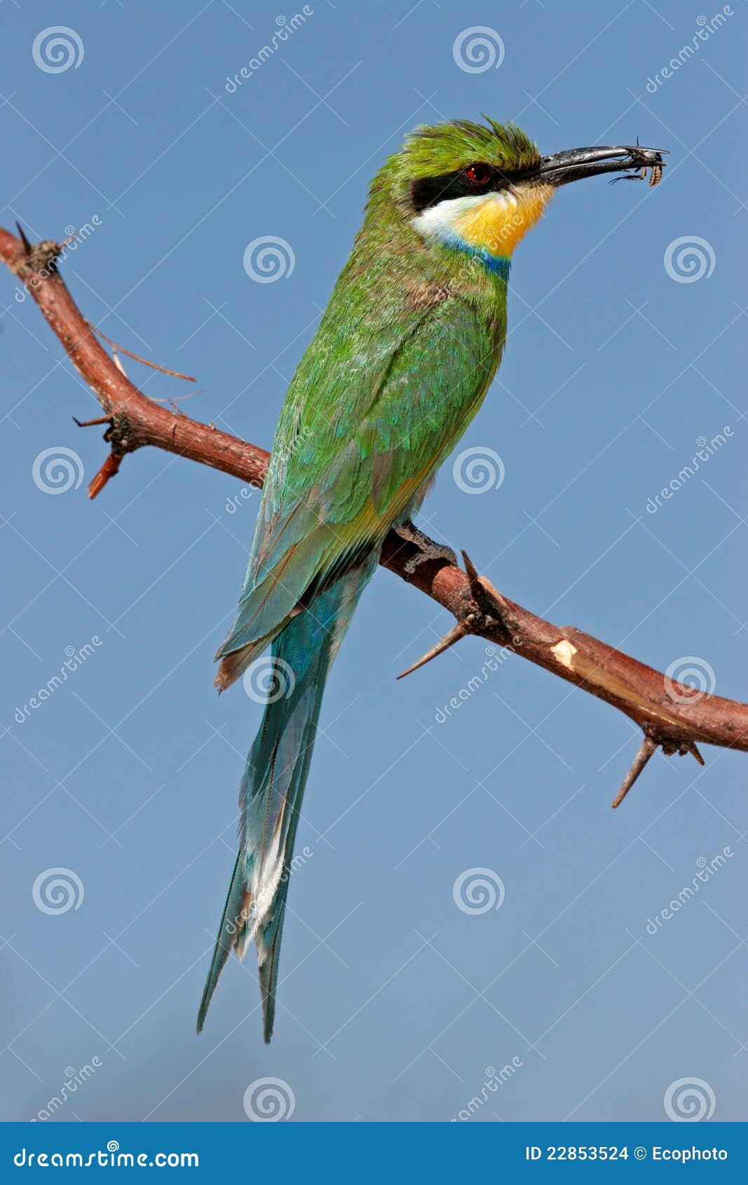 Swallow-tailed bee-eater stock photo. Image of south - 22853524